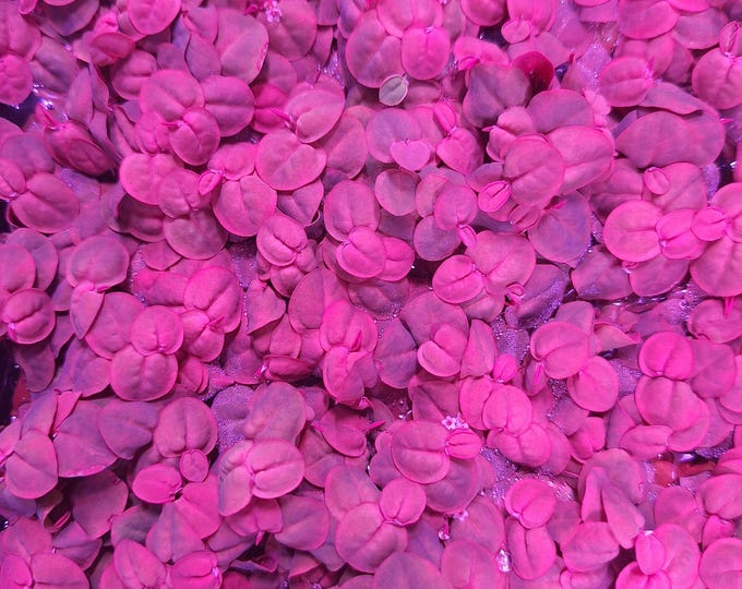 10 Red Root Floaters - Etsy