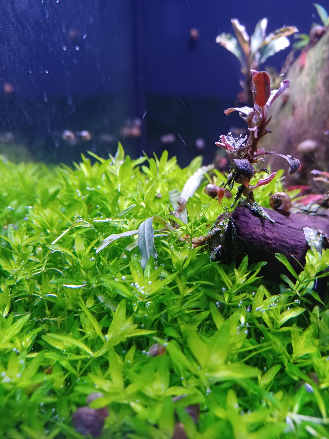 20 Micranthemum Micranthemoides pearl Weed free Mystery Bonus Plant - Etsy