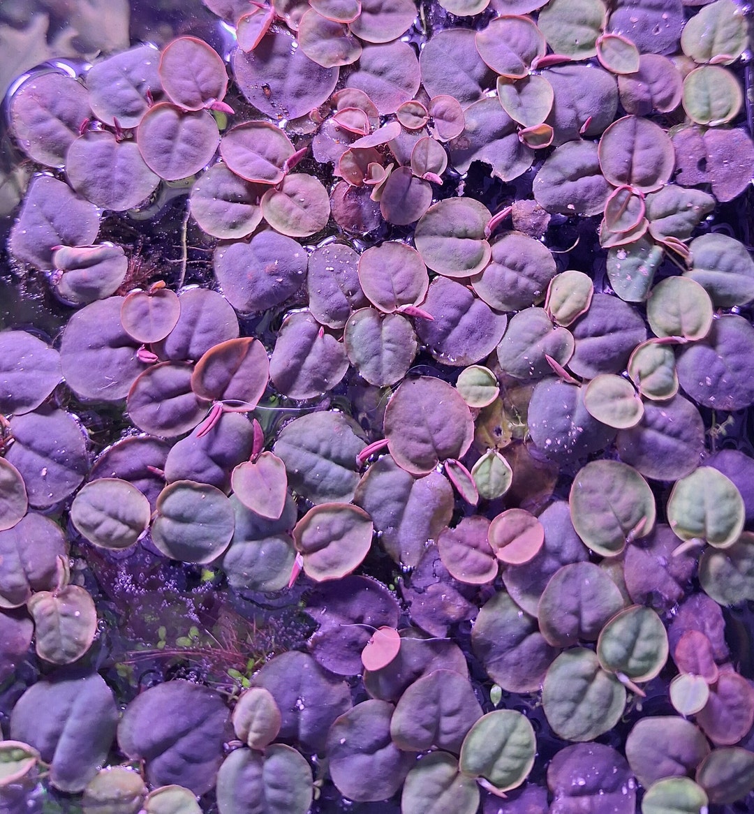 10 Red Root Floaters - Etsy