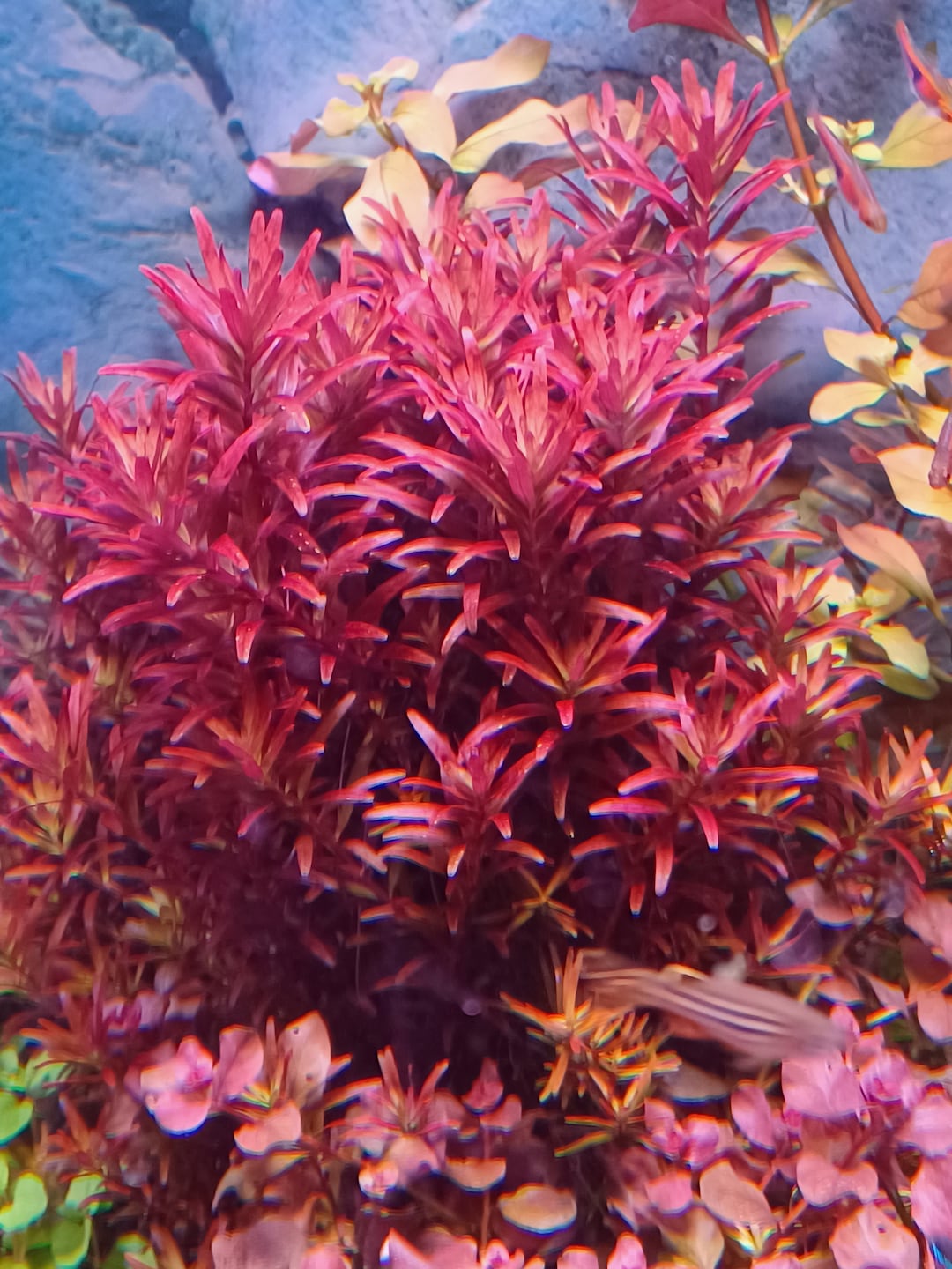 Rotala Blood Red SG (5 Stems) - Etsy