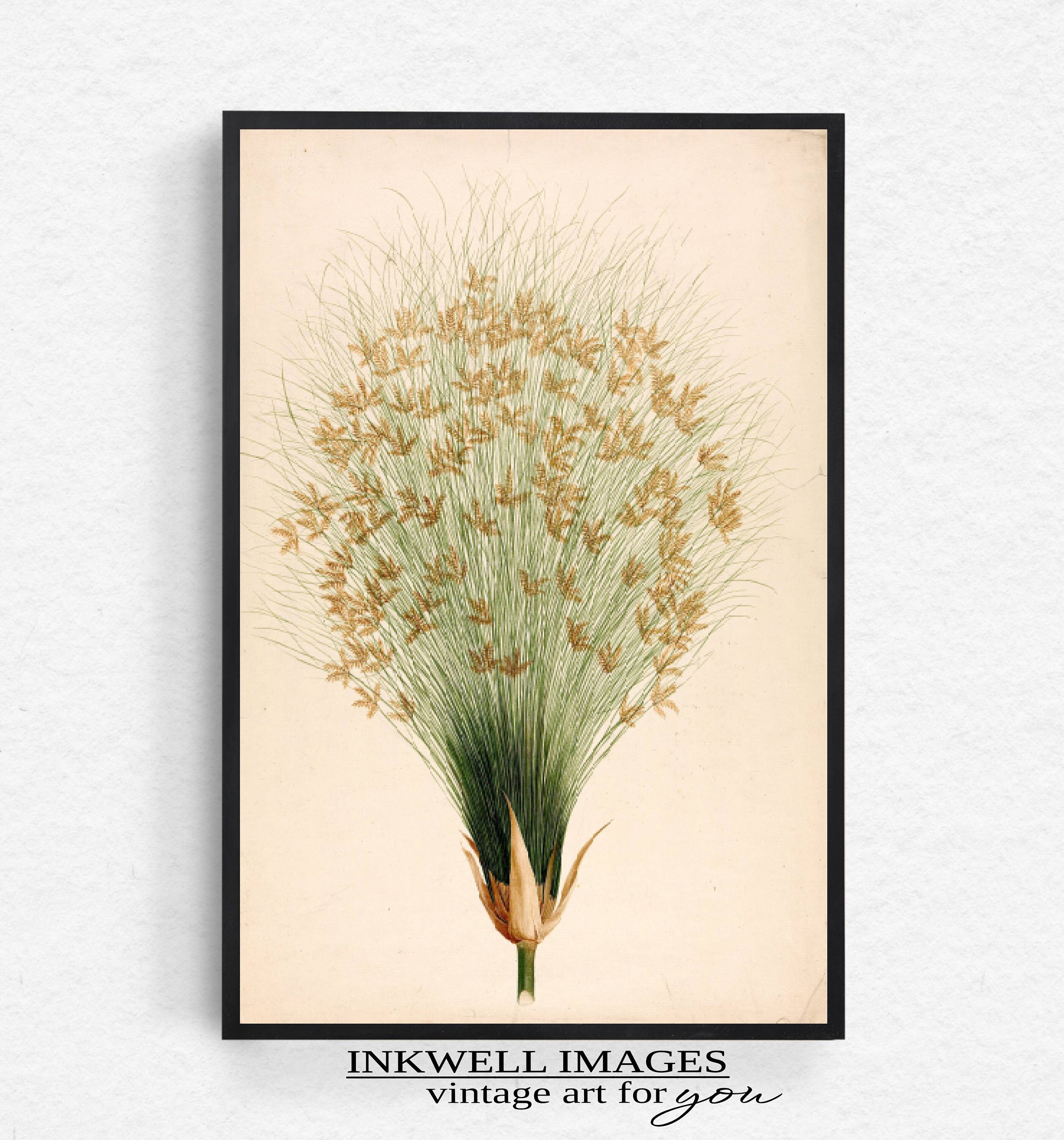 Vintage Botanical Print Papyrus Botanical Print Vintage Floral Drawing ...