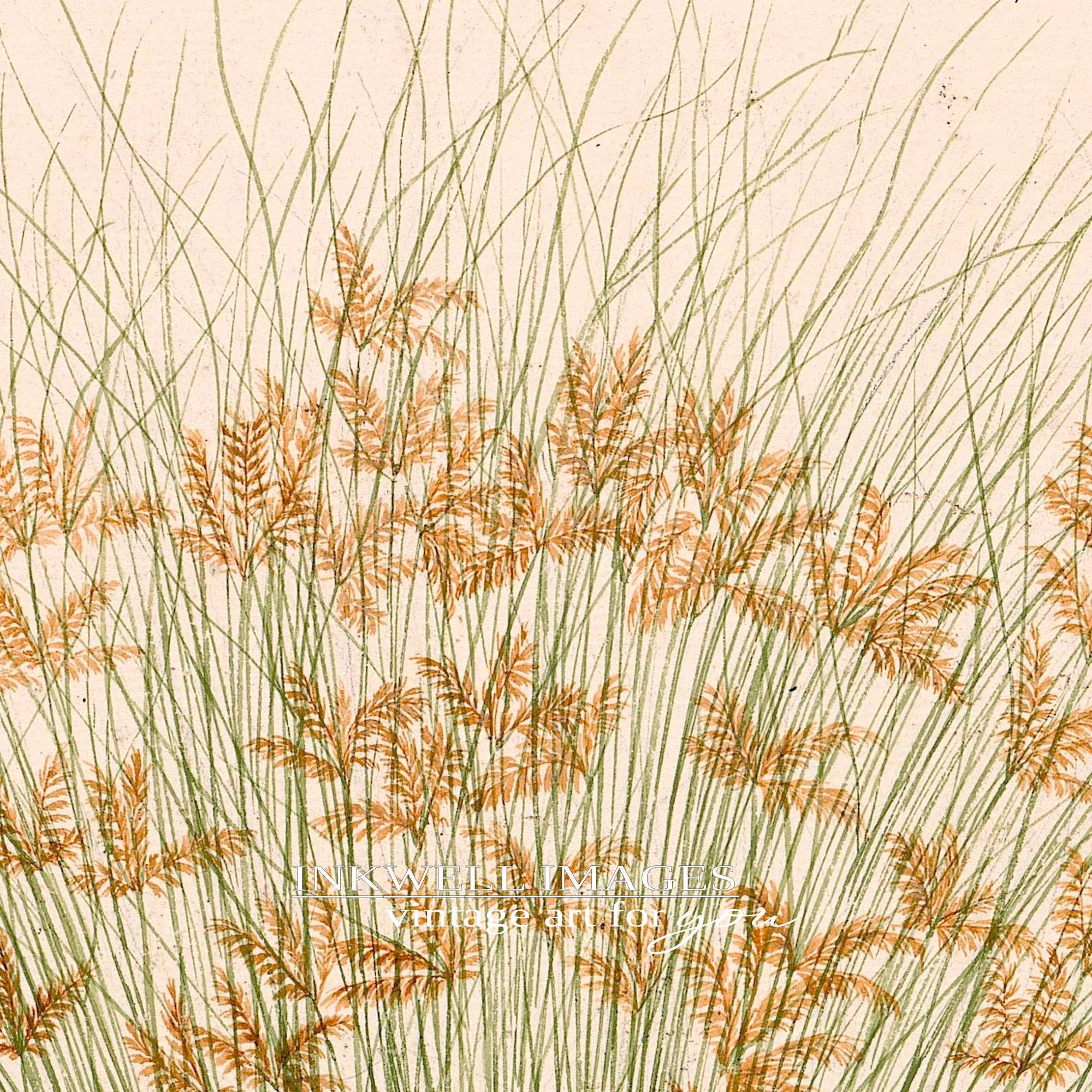 Vintage Botanical Print Papyrus Botanical Print Vintage Floral Drawing ...