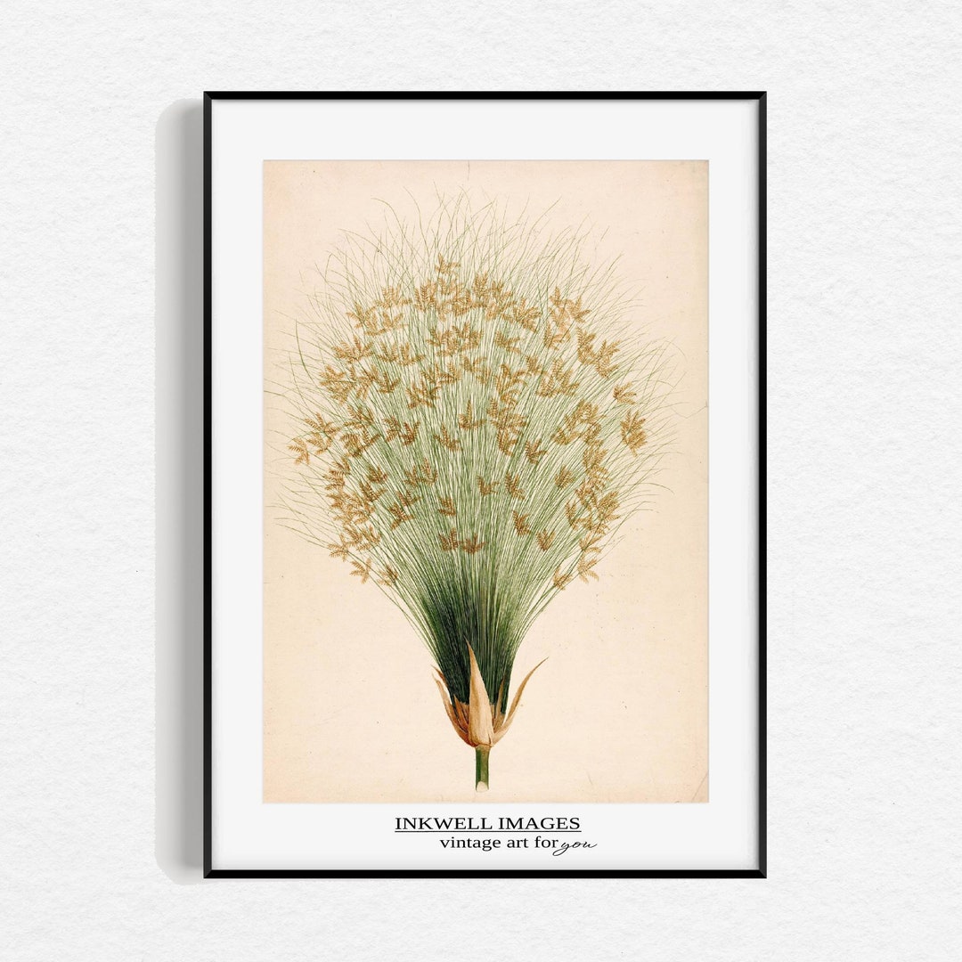 Vintage Botanical Print Papyrus Botanical Print Vintage - Etsy