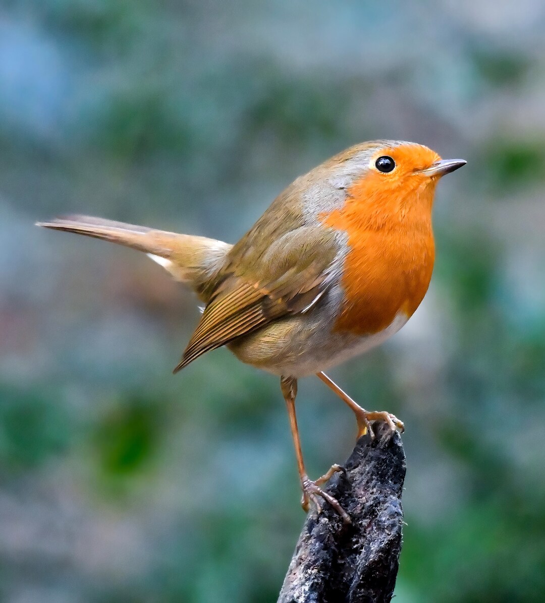 Robin Striking a Pose - Etsy