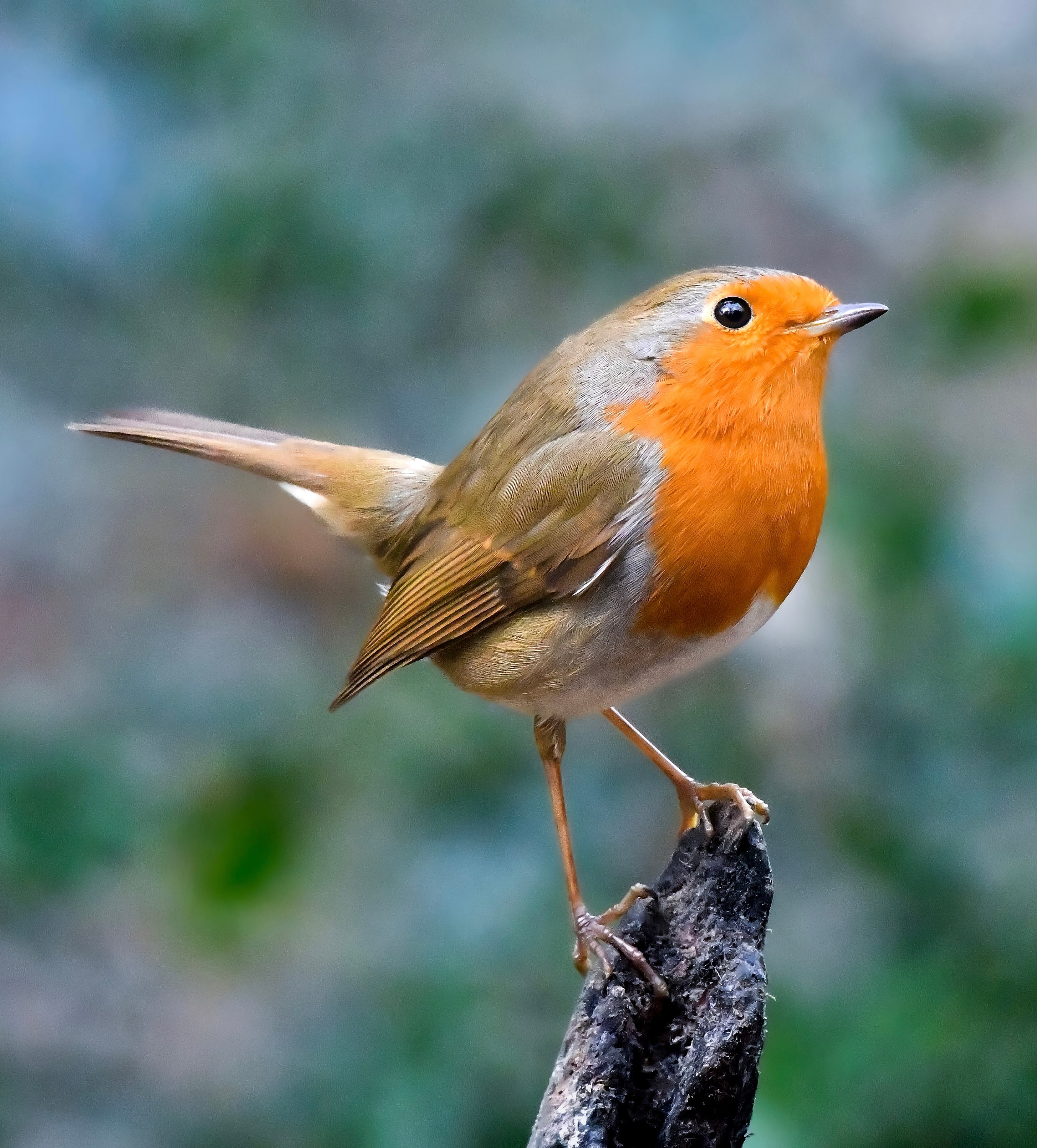 Robin Striking a Pose - Etsy