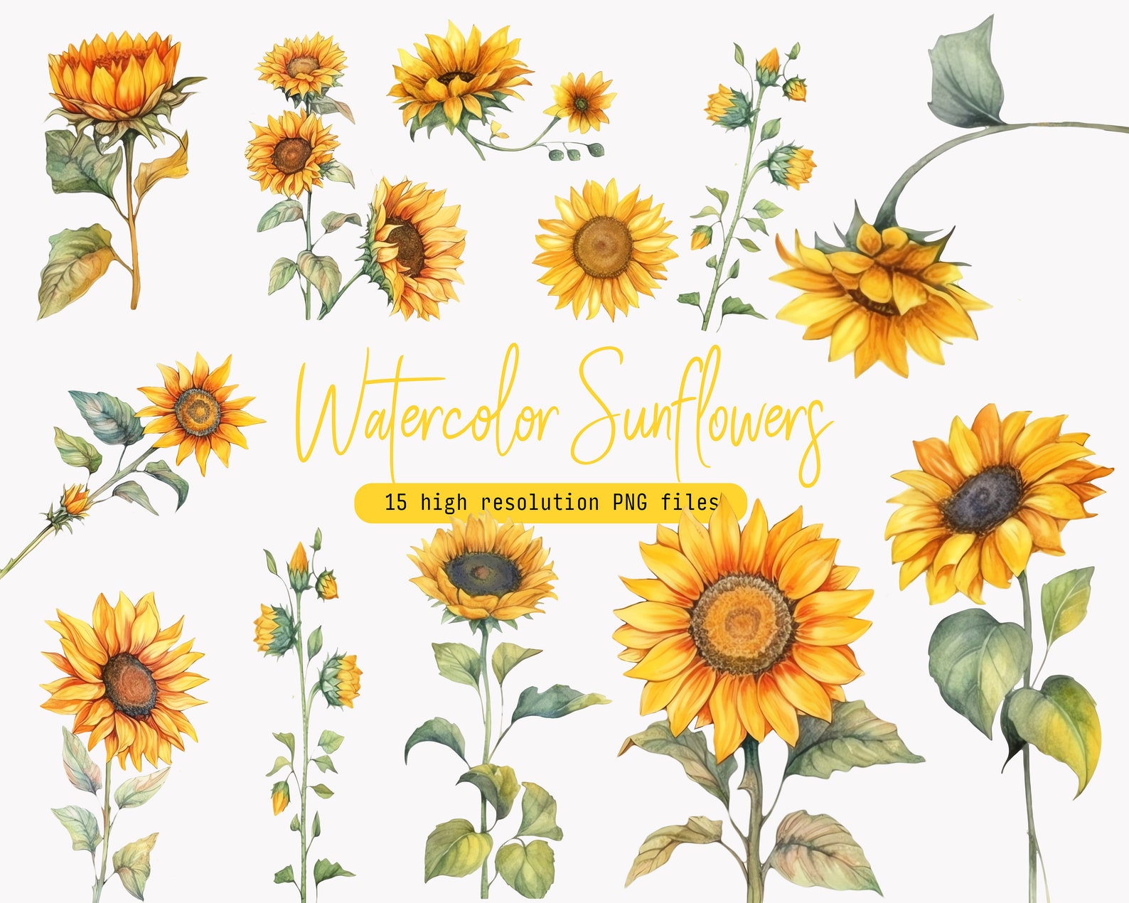 Watercolor Sunflowers Clipart – Floral PNG Graphics (digital Download ...