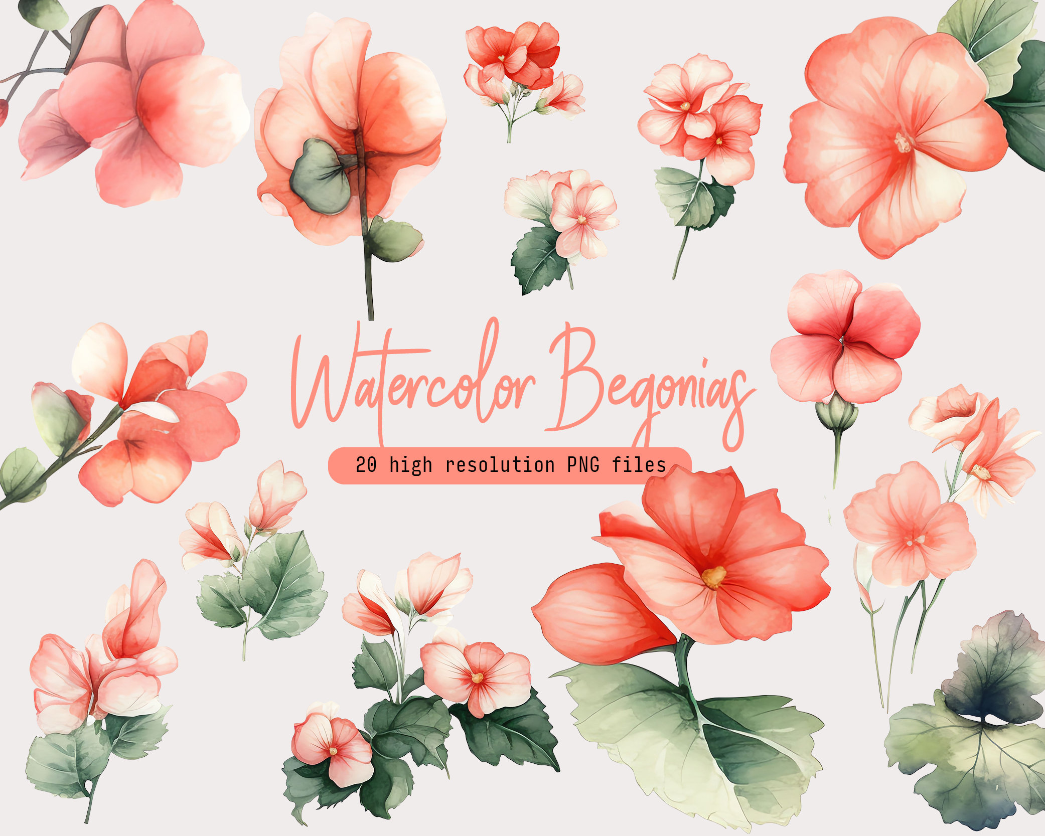 Begonia Watercolor Clipart Set, High-resolution, 300 DPI, Flower PNG ...