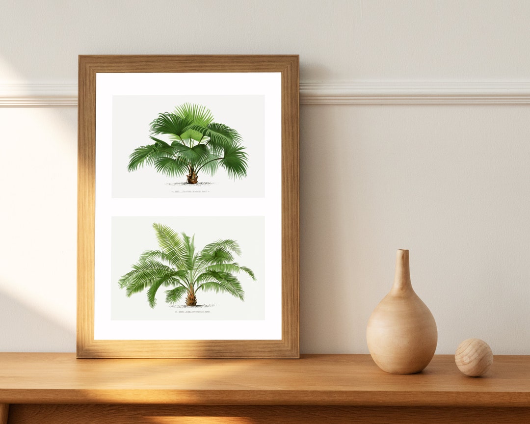 Vintage Palm Tree Illustration From Les Palmiers Histoire ...