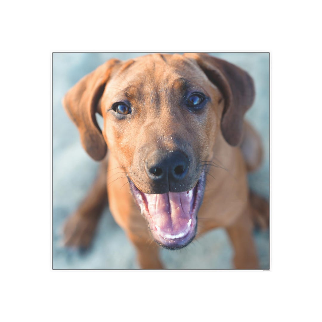 Canvas Smiling Rhodesian Ridgeback Puppy , Pet Portrait , Warm Minimal ...