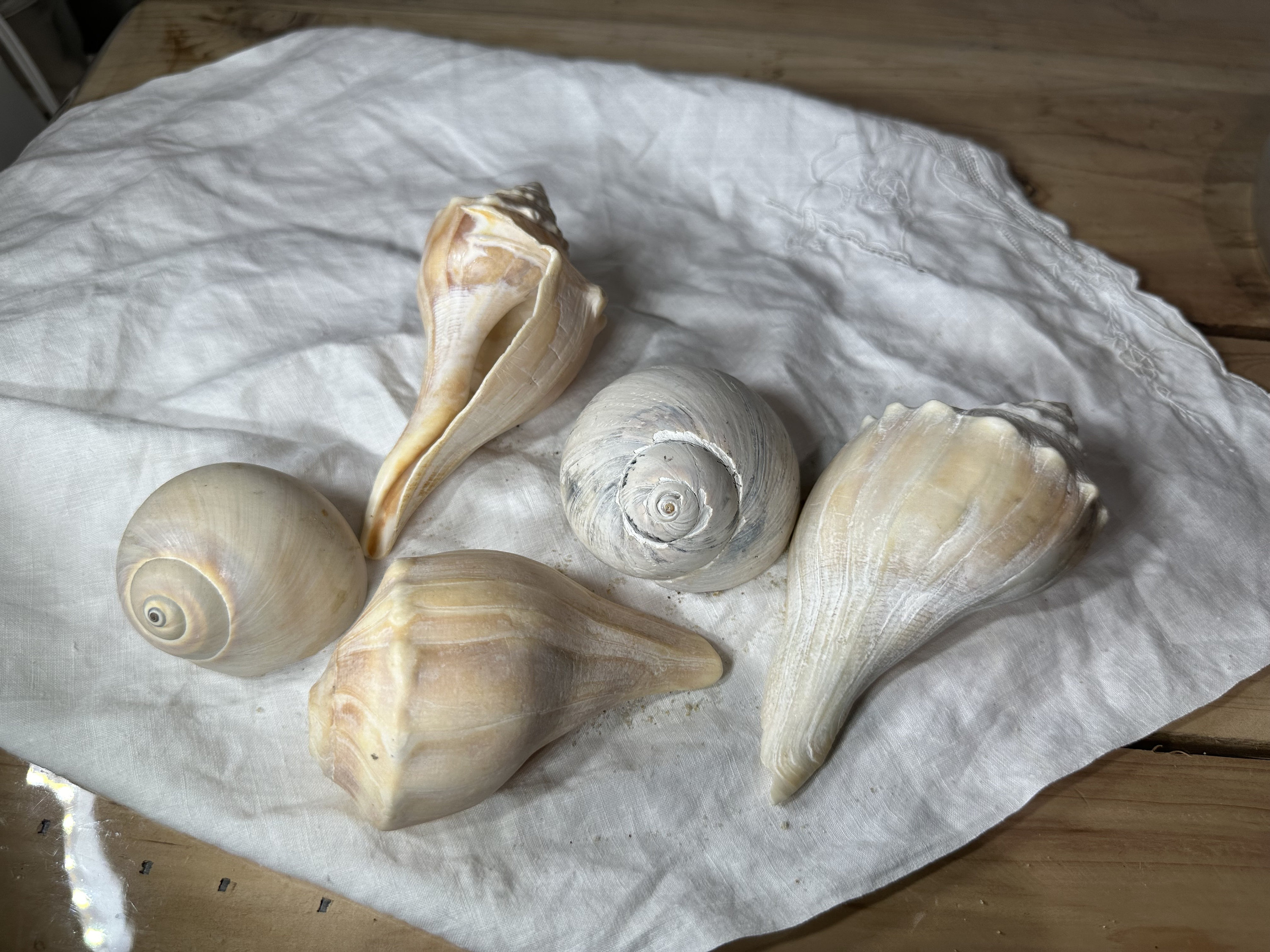 Beach Shells Decor Crafts Wedding Art Conch and Moonshells - Etsy