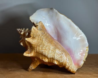 Vintage Caribbean Conch Shell, Beach Decor - Etsy