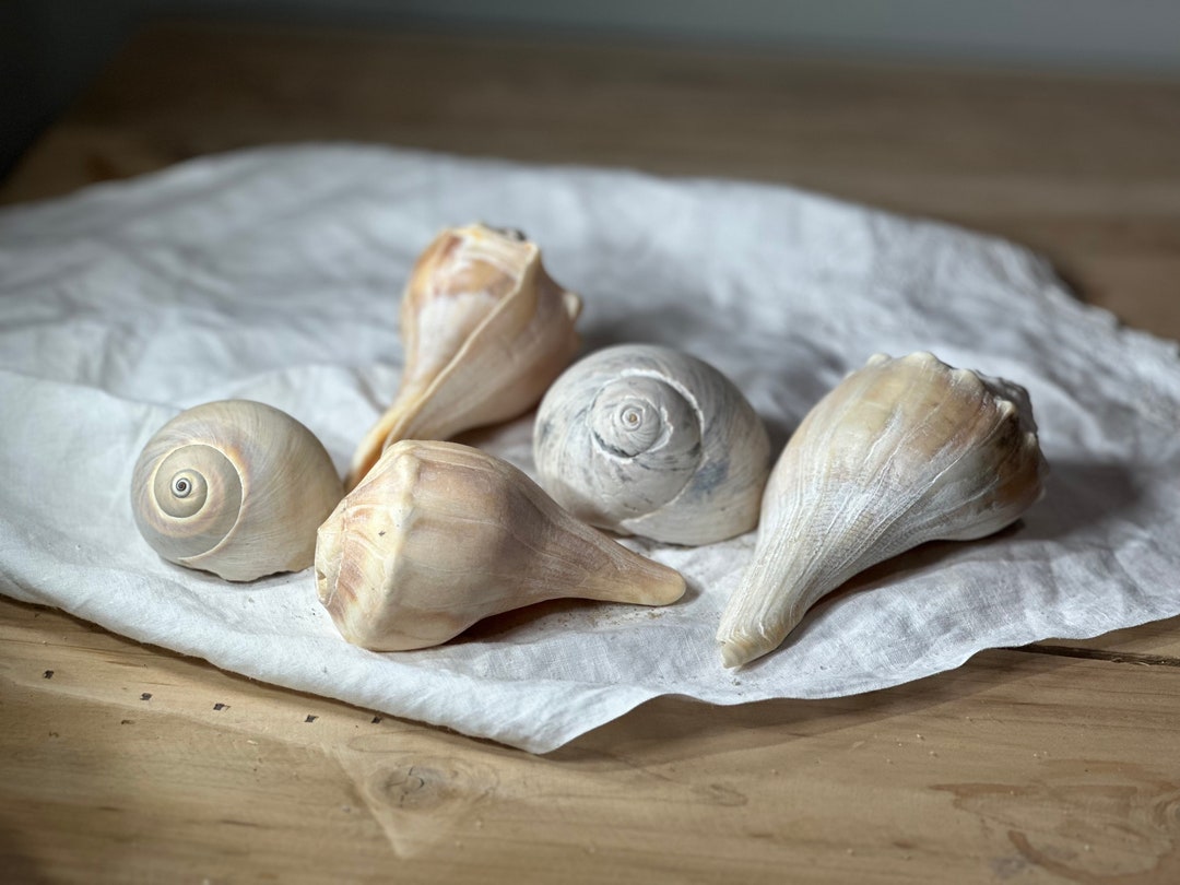 Beach Shells ~ Decor ~ Crafts ~ Wedding ~ Art ~ Conch and Moonshells - Etsy