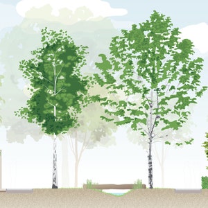 Maple Tree, Birch Tree Vector Trees Clipart Bundle | Vector Tree ...