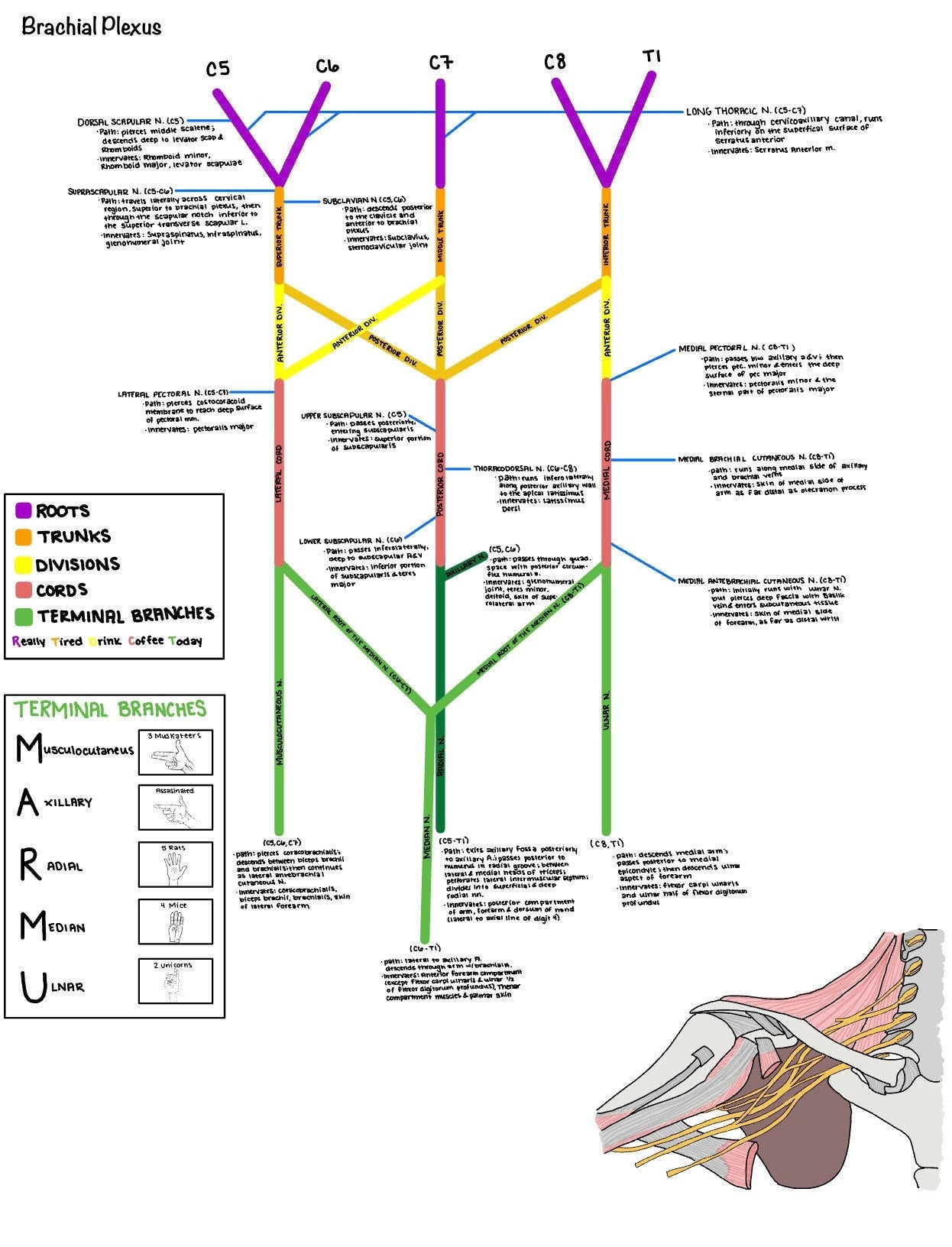Brachial Plexus Muscles Innervated