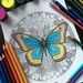 Adult Colouring Book Mandala Butterflies 50 Digital Coloring Pages ...
