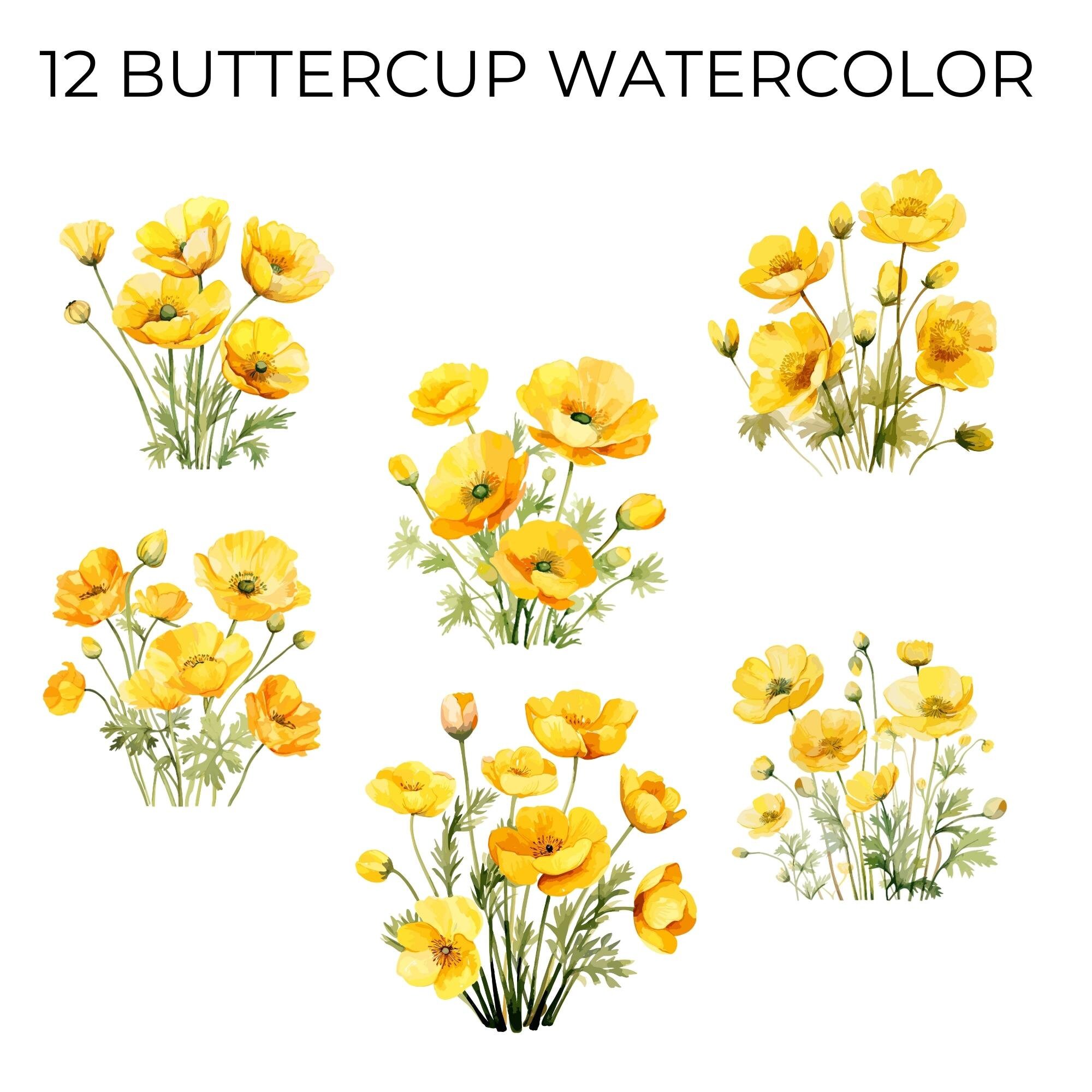 Watercolor Buttercup Clipart, 12 High Quality PNG, Digital Download ...