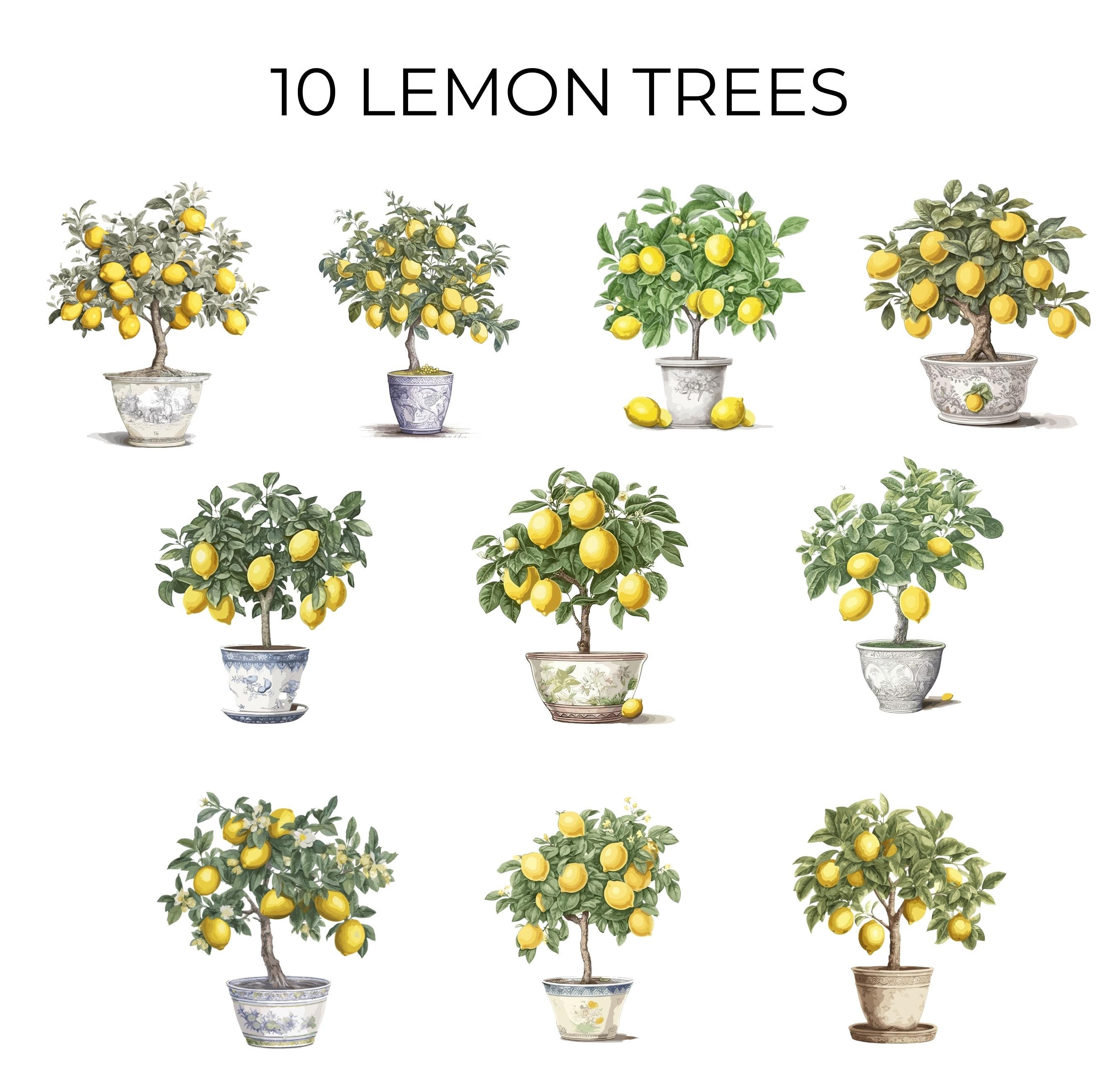 Lemon Tree Watercolor Clipart, Captivating Citrus Art for Invitations ...