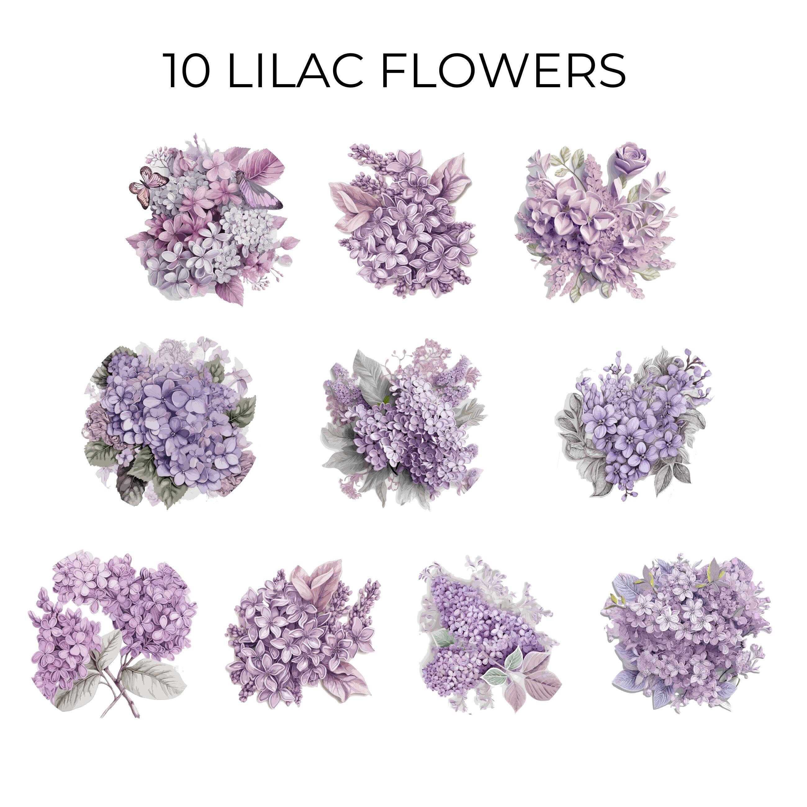 Watercolor Lilac Clipart, Watercolor Lilac Bouquets, Lilac Arrangements ...
