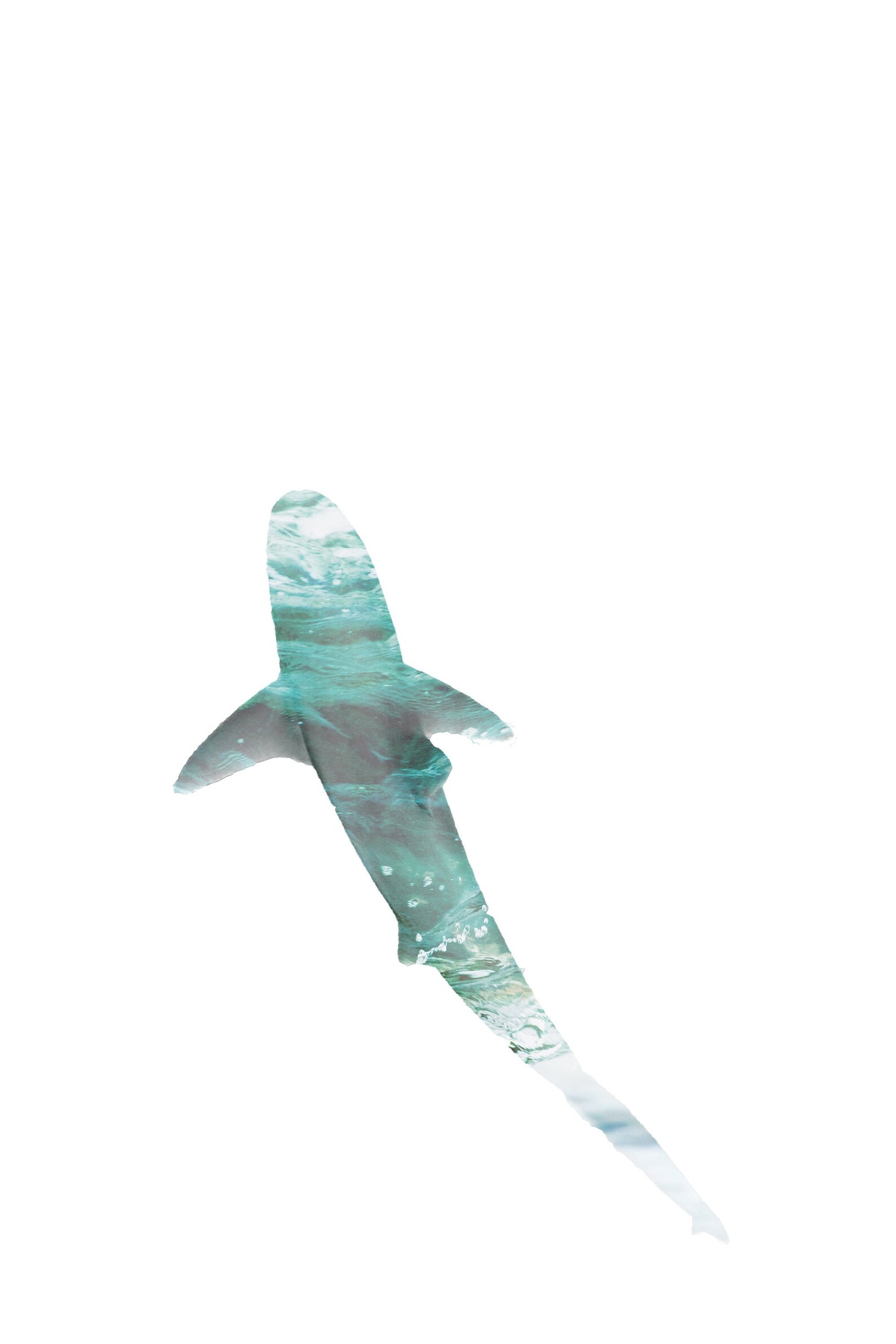 Shark Double Exposure Photograph - Etsy