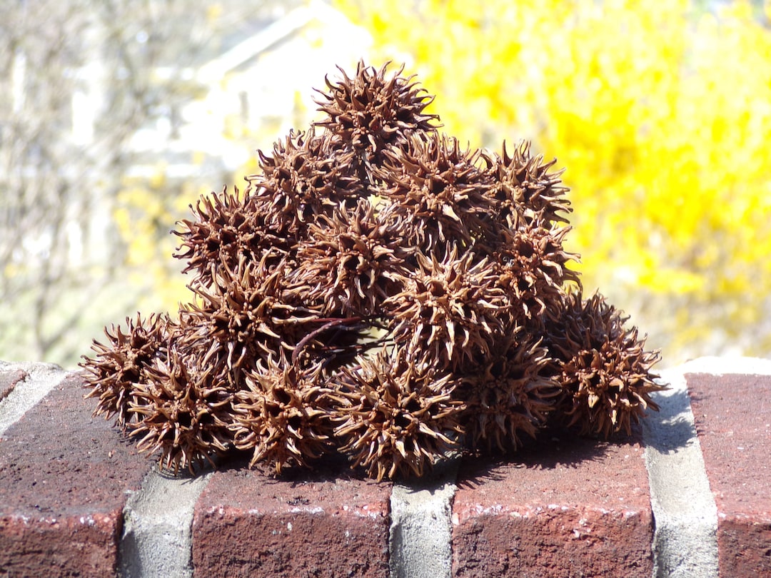 Sweet Tree Gum Pods (200 Total) - Etsy