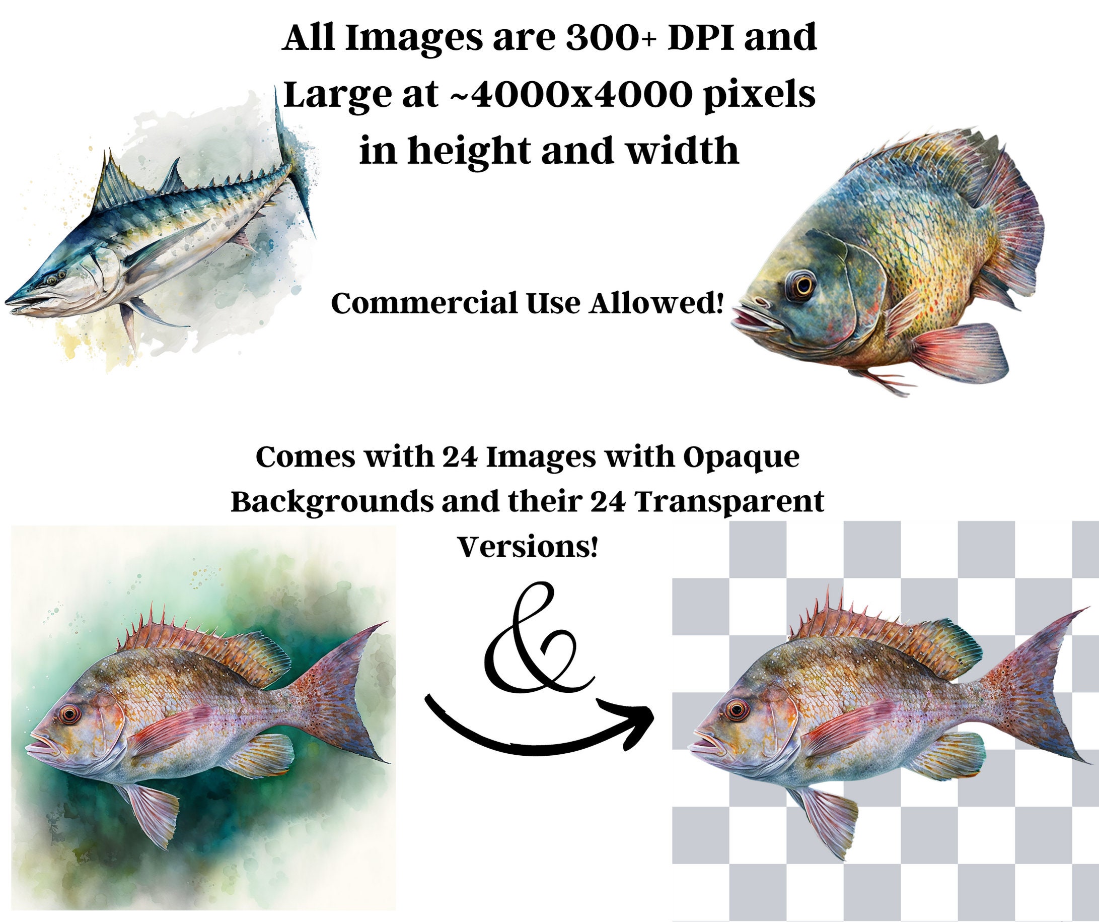 New Zealand Fish Pngs, Trevelly, Snapper, Kingfish, Trout, Gurnard, Whitebait, Transparent ...