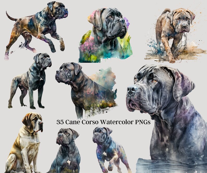 35 Cane Corso Watercolor Clipart - Cane Corso PNG - Cane Corso ...