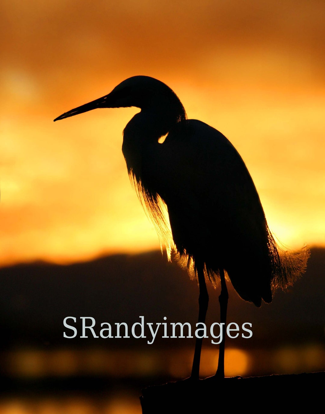 Snowy Egret Sunset Silhouette - Etsy UK