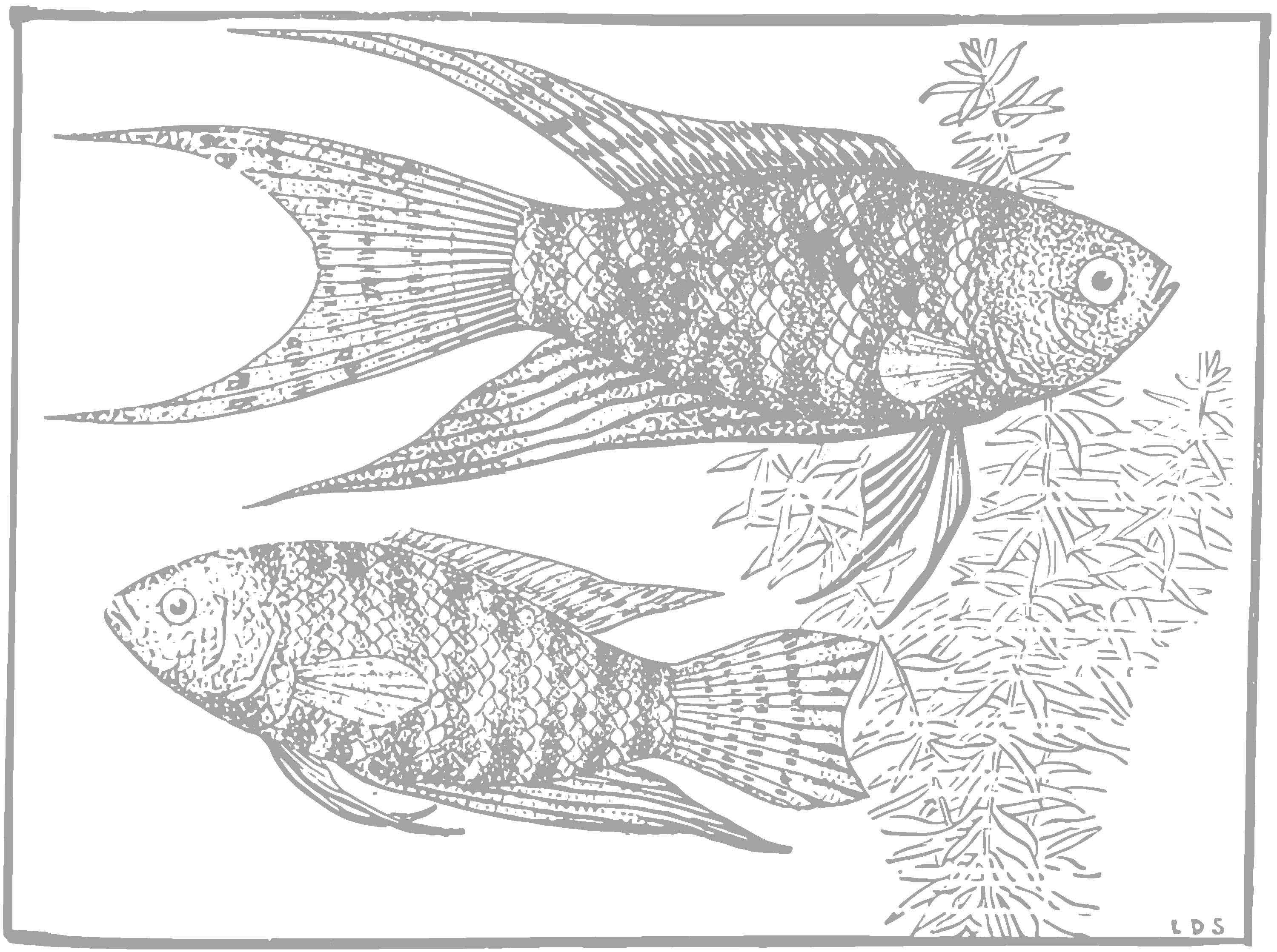 Assorted Fish for Coloring Vintage Digital Bundle Download Hand Drawn ...