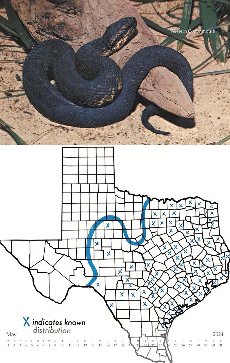 Texas Venomous Snakes 2024 Calendar - Etsy