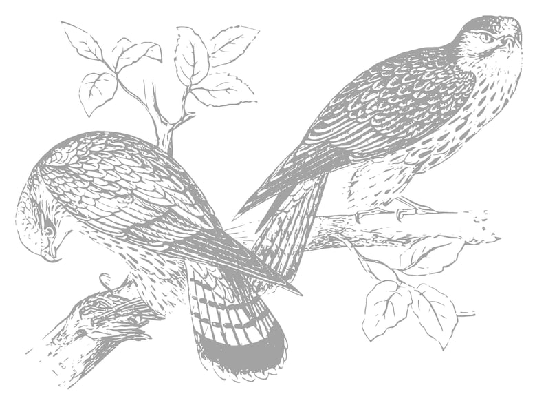 Falcons and Buzzards for Coloring Vintage Digital Download Hand Drawn ...