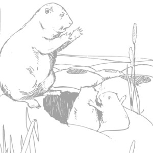 Gopher Life for Coloring Vintage Digital Bundle Download Hand Drawn ...