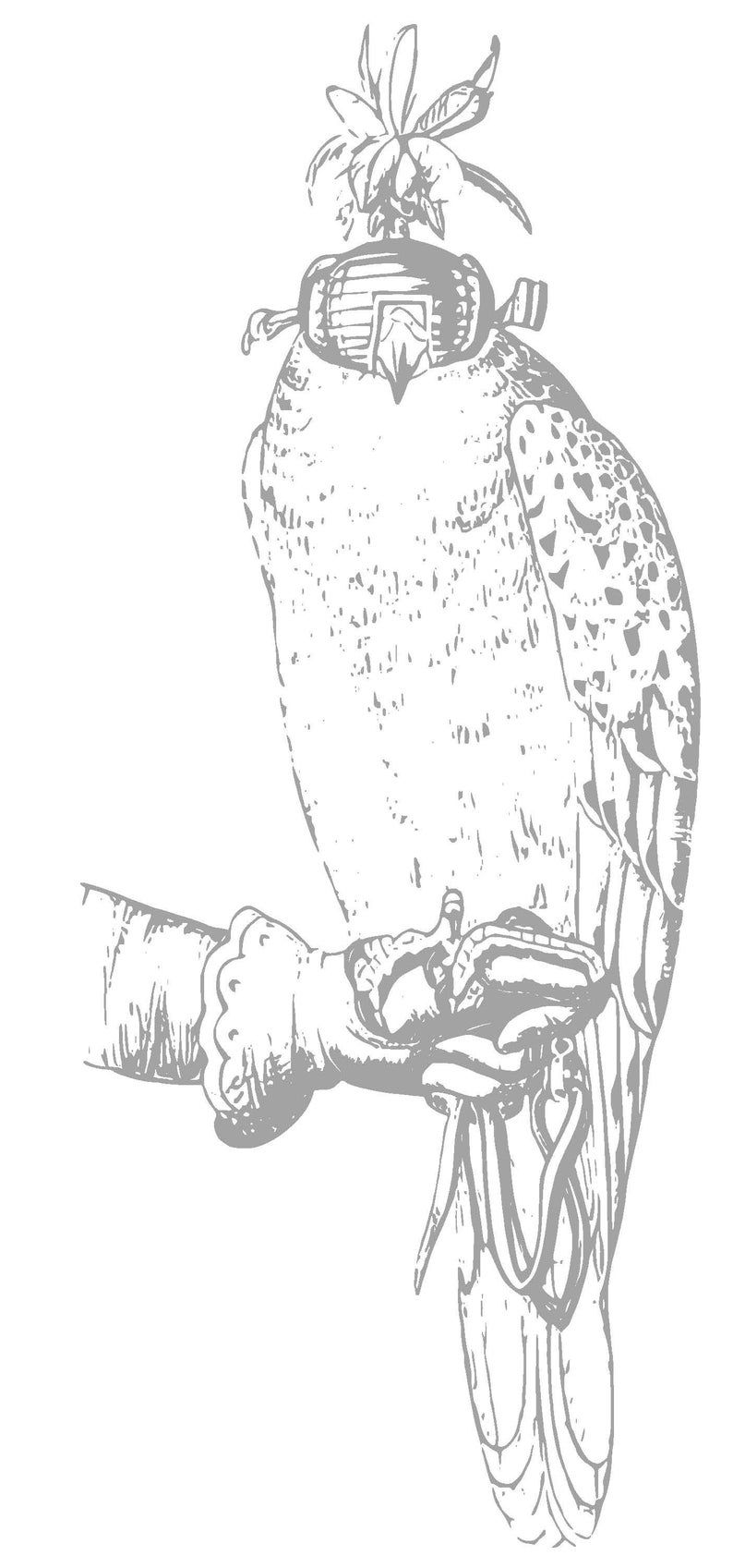 Falcons and Buzzards for Coloring Vintage Digital Download Hand Drawn ...