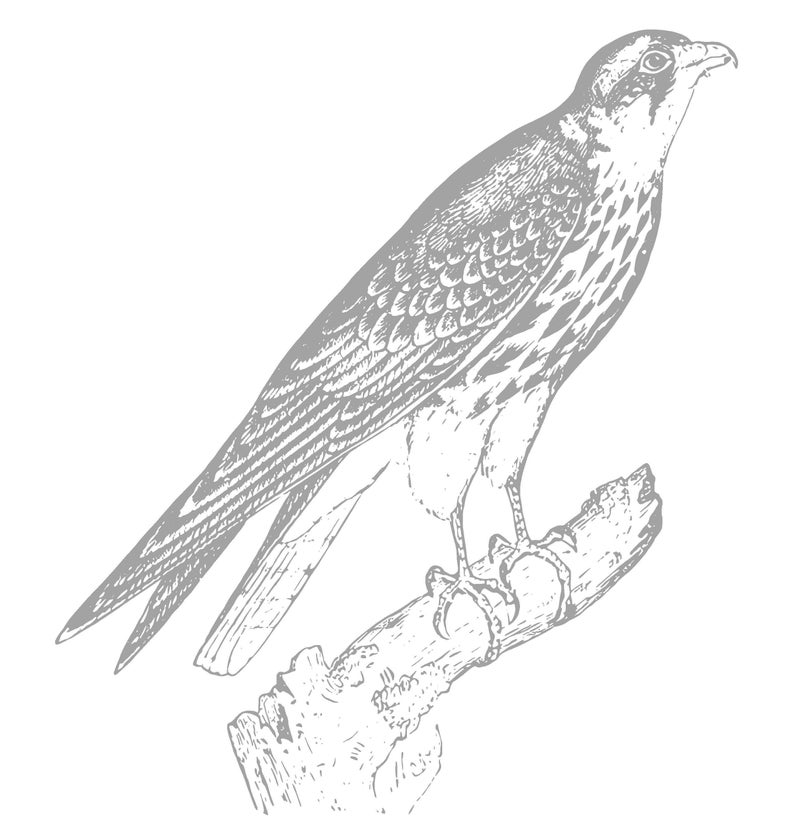 Falcons and Buzzards for Coloring Vintage Digital Download Hand Drawn ...