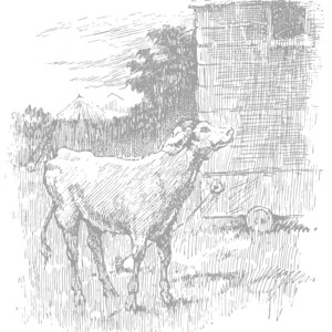 Moo Cow Farm for Coloring Vintage Digital Bundle Download Hand Drawn ...