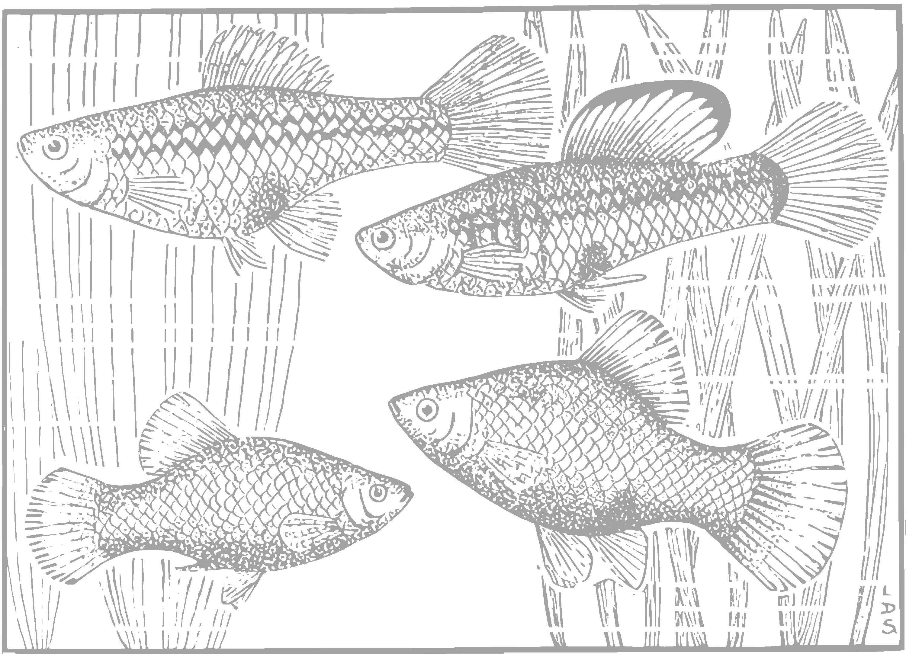 Assorted Fish for Coloring Vintage Digital Bundle Download - Etsy