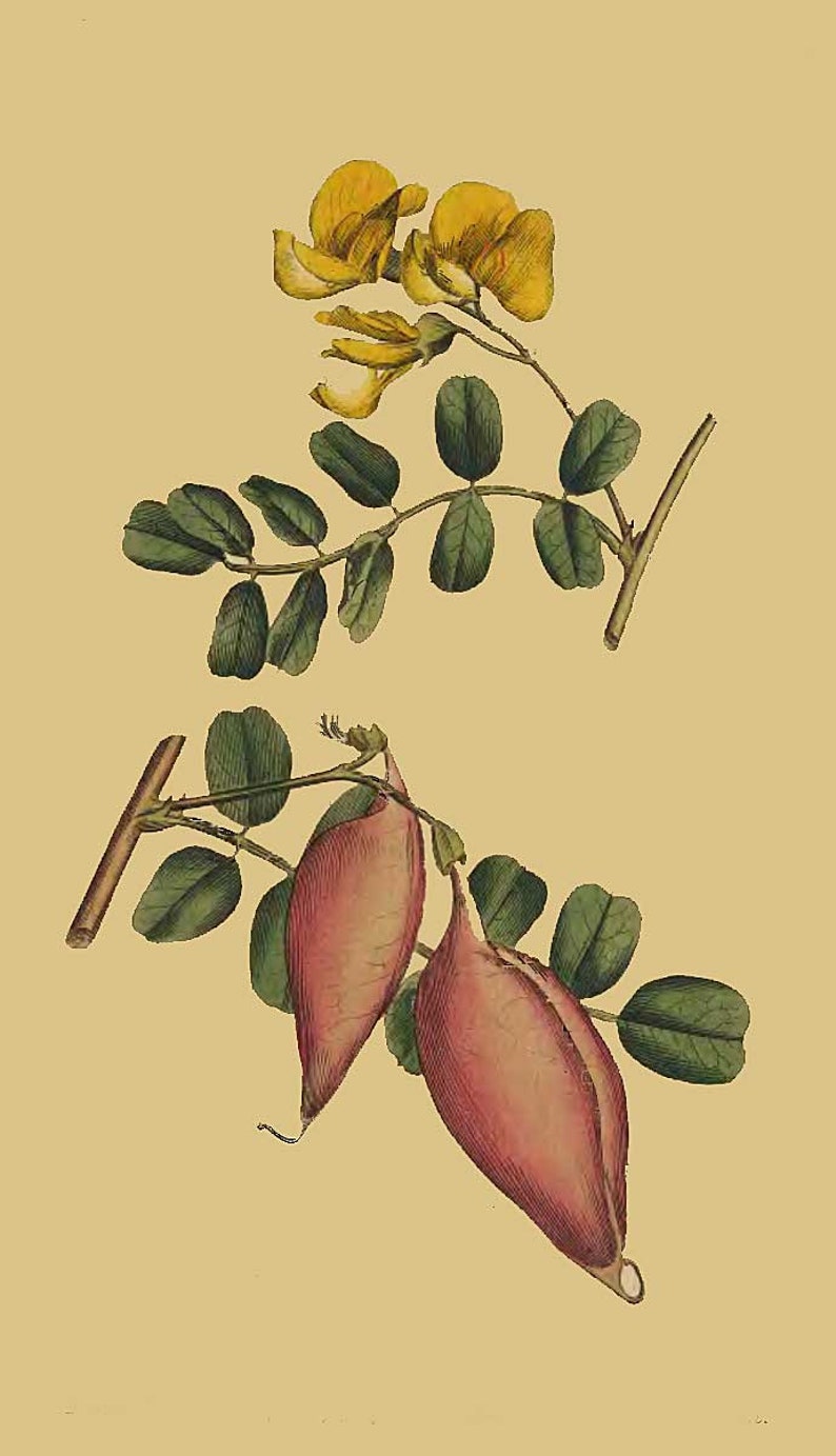 Botany Postcards Pack Digital Download Greeting and Vintage Hand Drawn ...