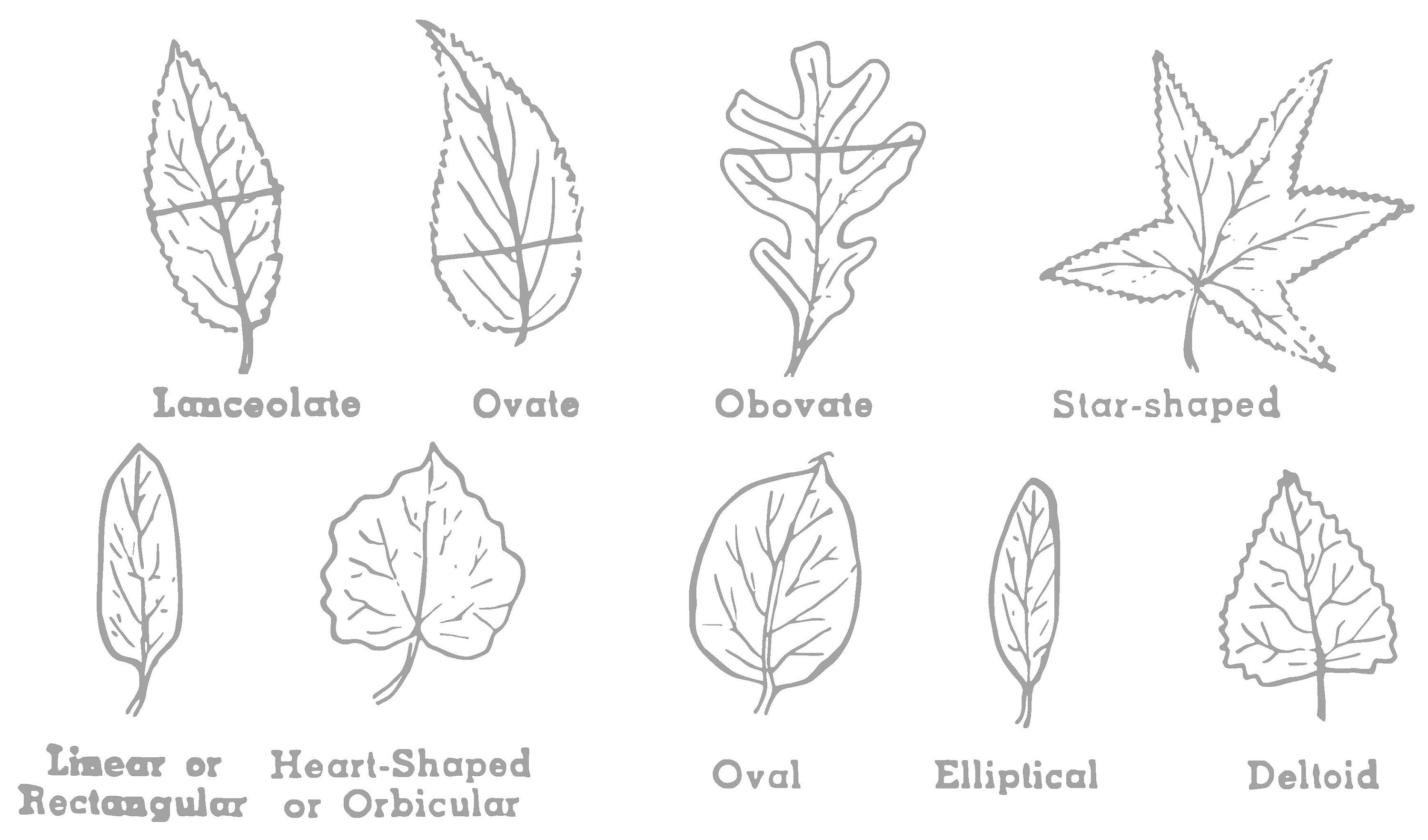 Texas Trees for Coloring Vintage Digital Bundle Download Hand Drawn ...