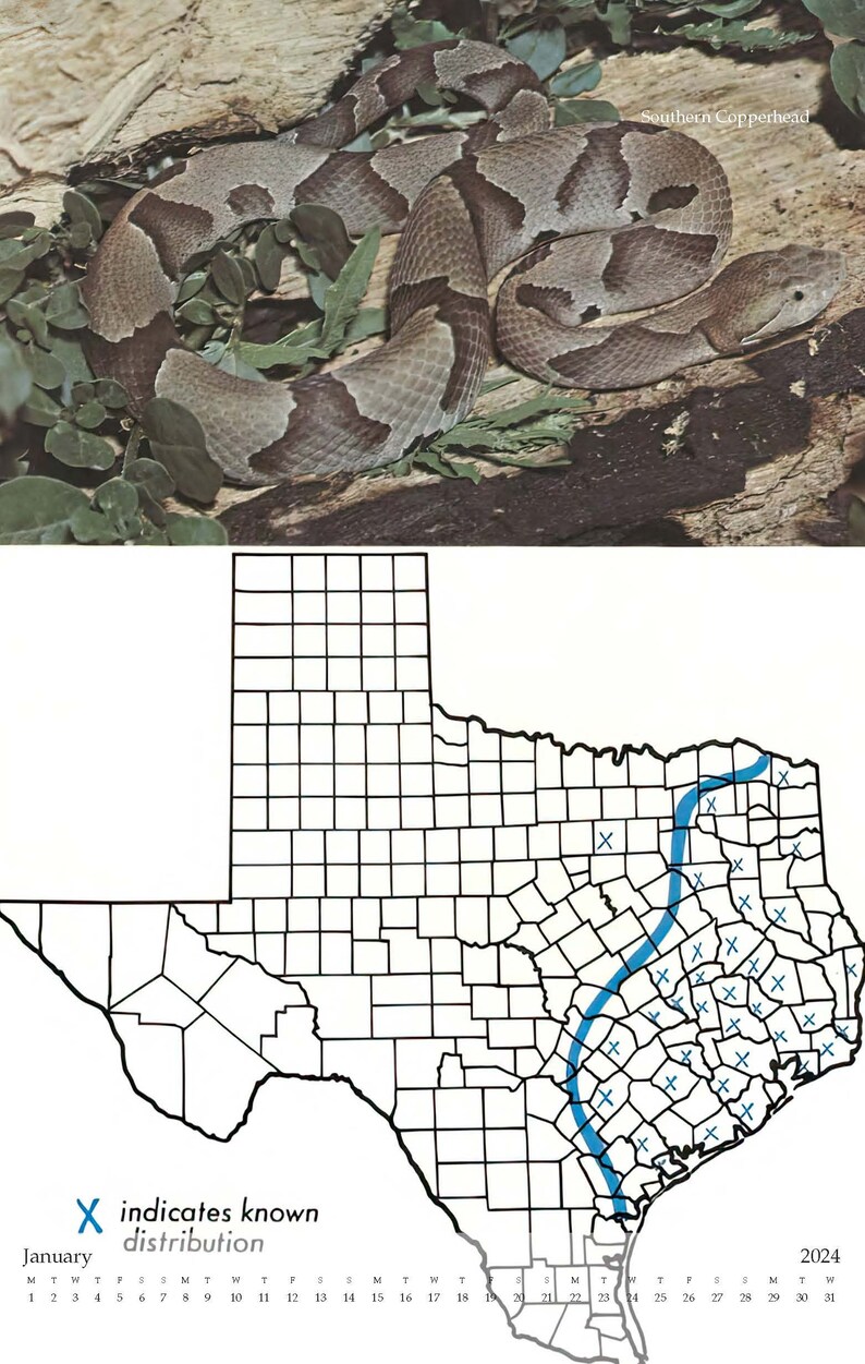 Texas Venomous Snakes 2024 Calendar - Etsy