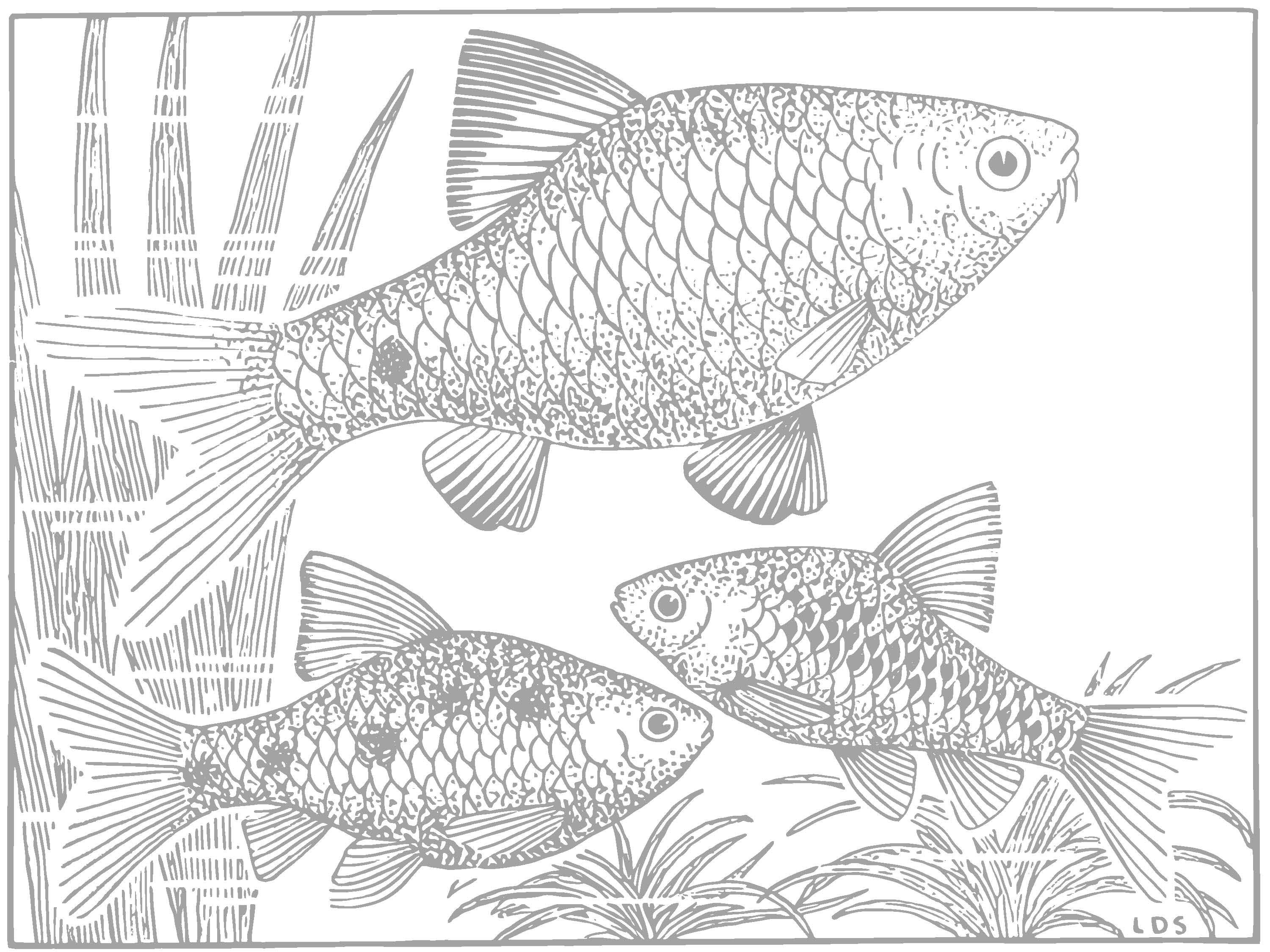 Assorted Fish for Coloring Vintage Digital Bundle Download Hand Drawn ...