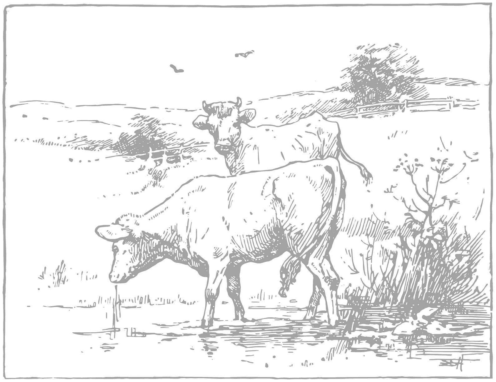 Moo Cow Farm for Coloring Vintage Digital Bundle Download Hand Drawn ...