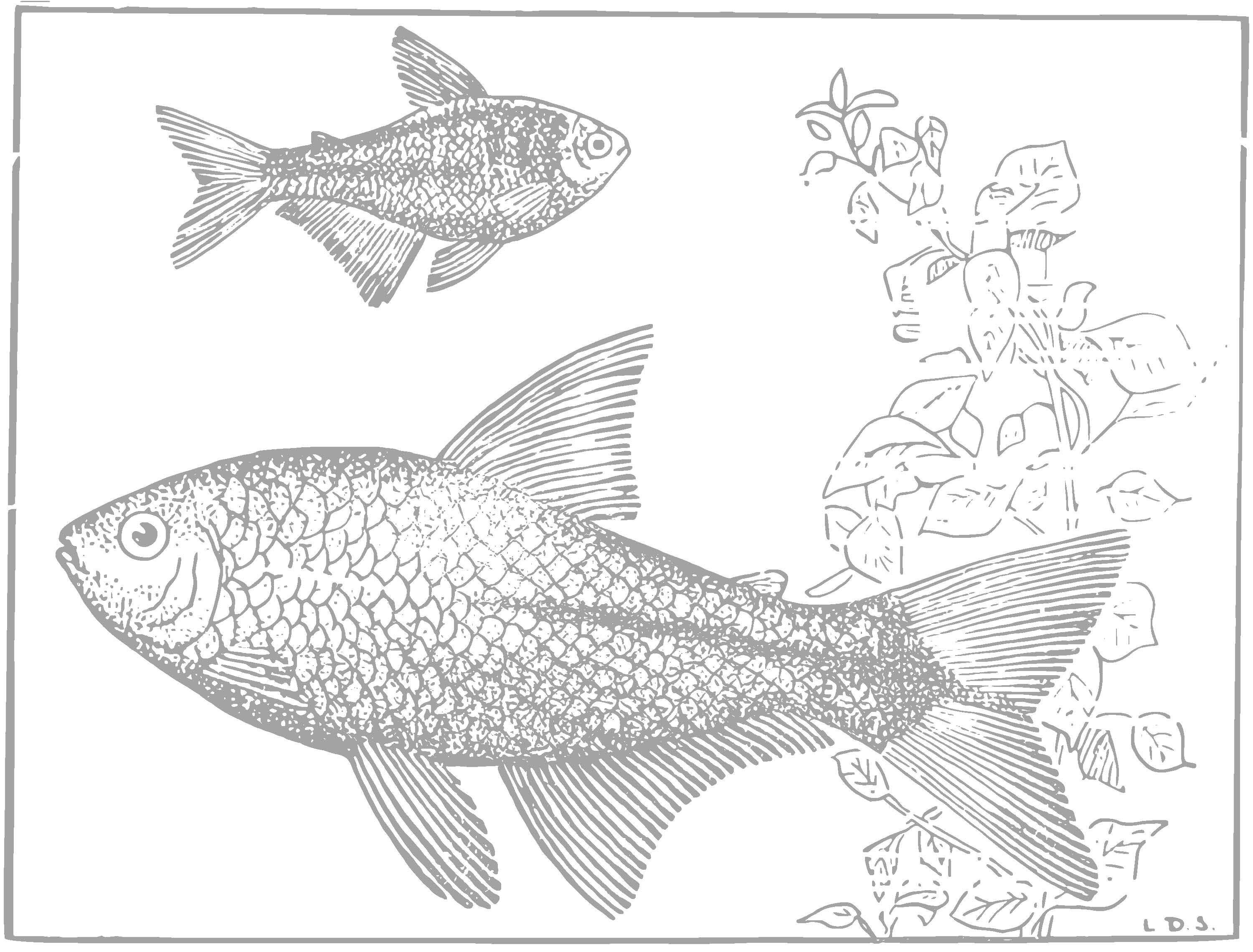 Assorted Fish for Coloring Vintage Digital Bundle Download Hand Drawn ...