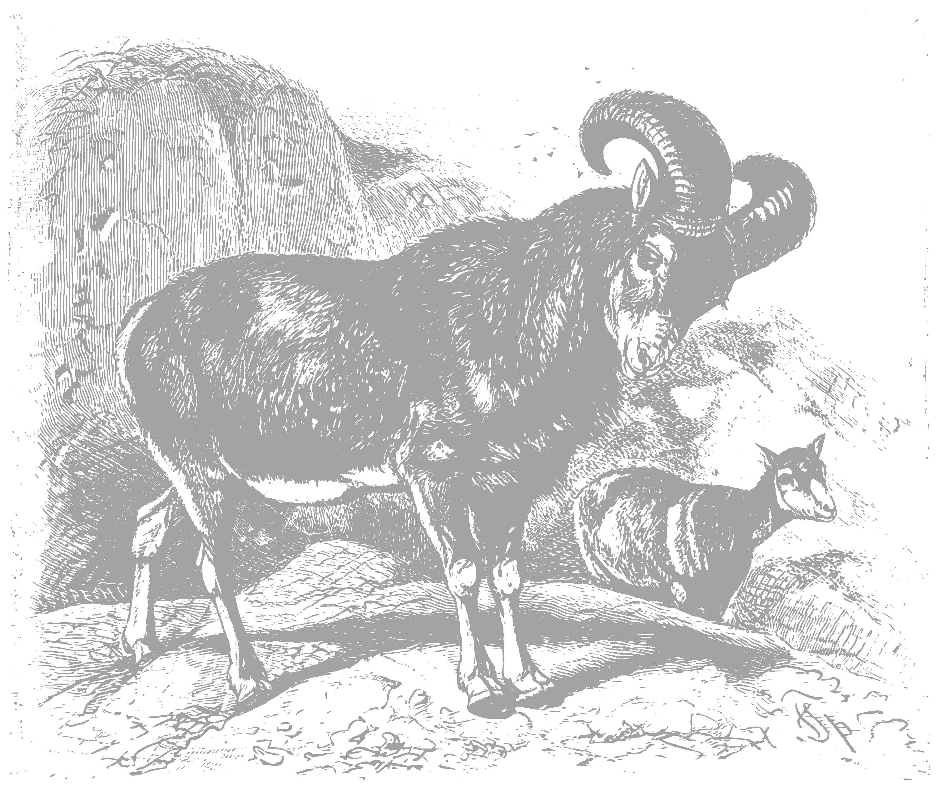 Hooved Animals for Coloring Vintage Digital Bundle Download Hand Drawn ...