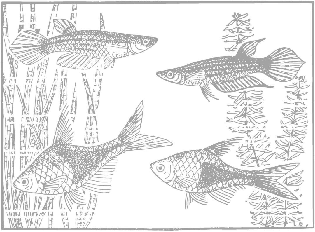 Assorted Fish for Coloring Vintage Digital Bundle Download Hand Drawn ...