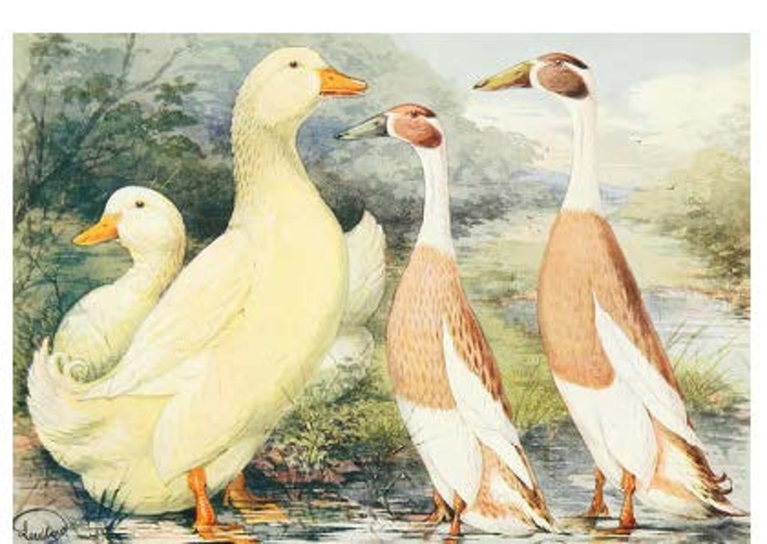 Vintage Duck Postcards, Hand-drawn Coloring Pages (digital Download) - Etsy