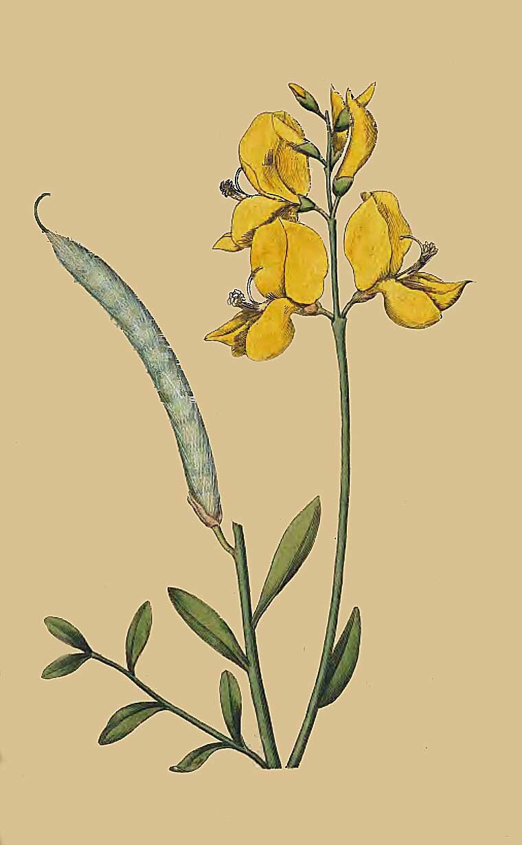 Botany Postcards Pack Digital Download Greeting and Vintage Hand Drawn ...