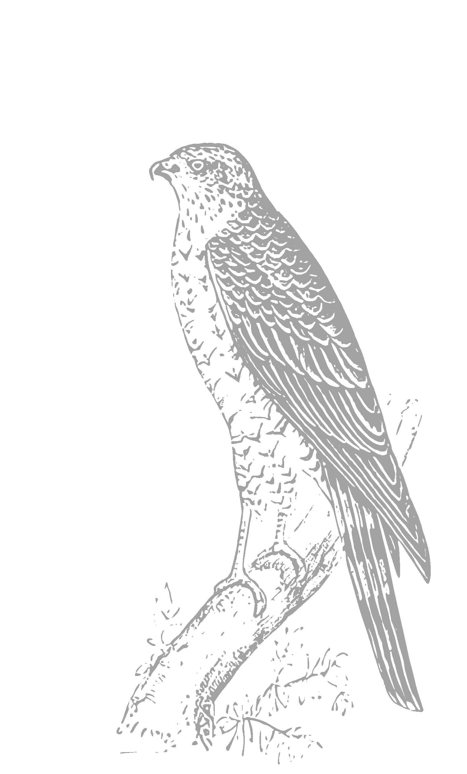 Falcons and Buzzards for Coloring Vintage Digital Download Hand Drawn ...