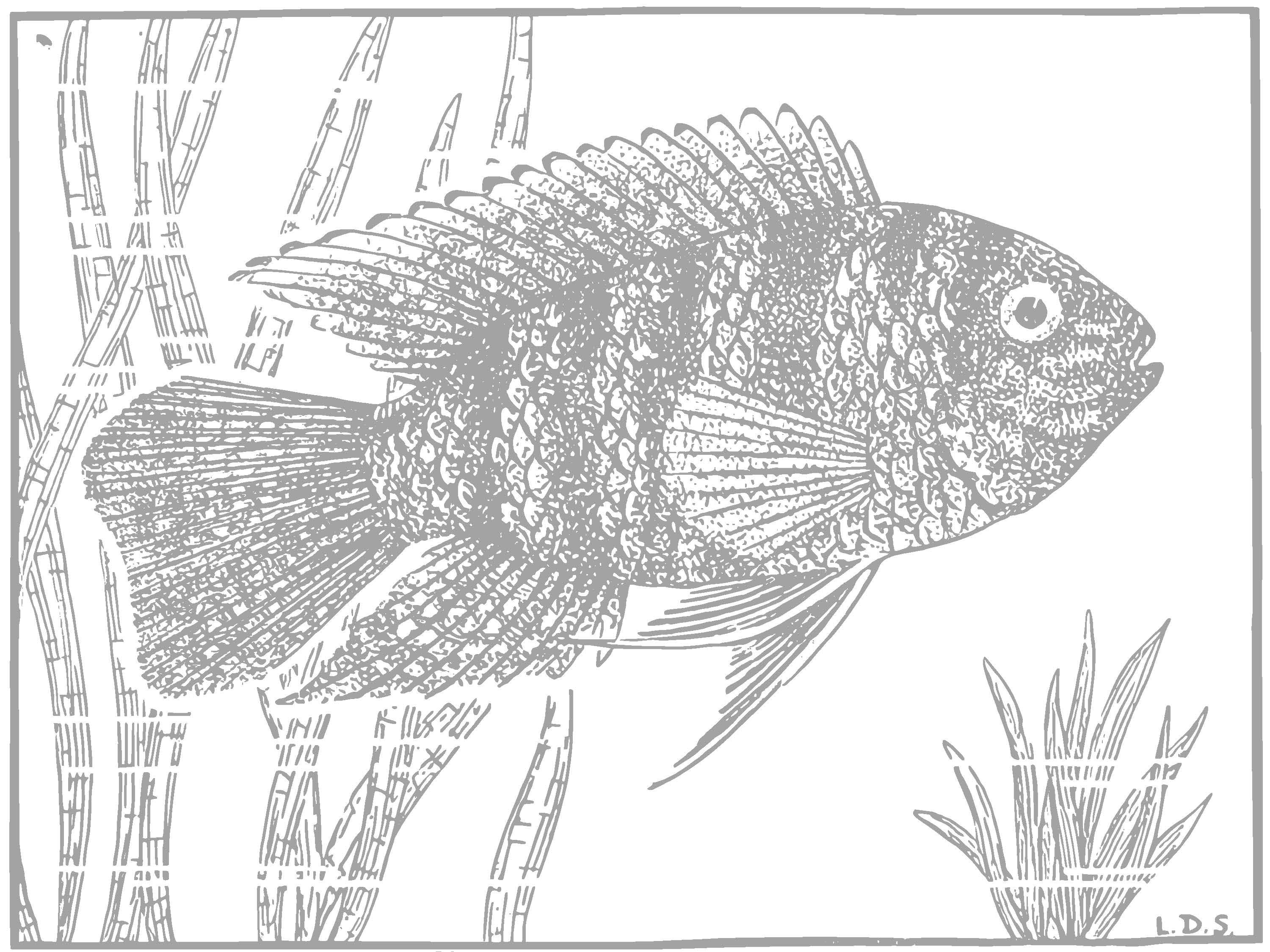 Assorted Fish for Coloring Vintage Digital Bundle Download Hand Drawn ...