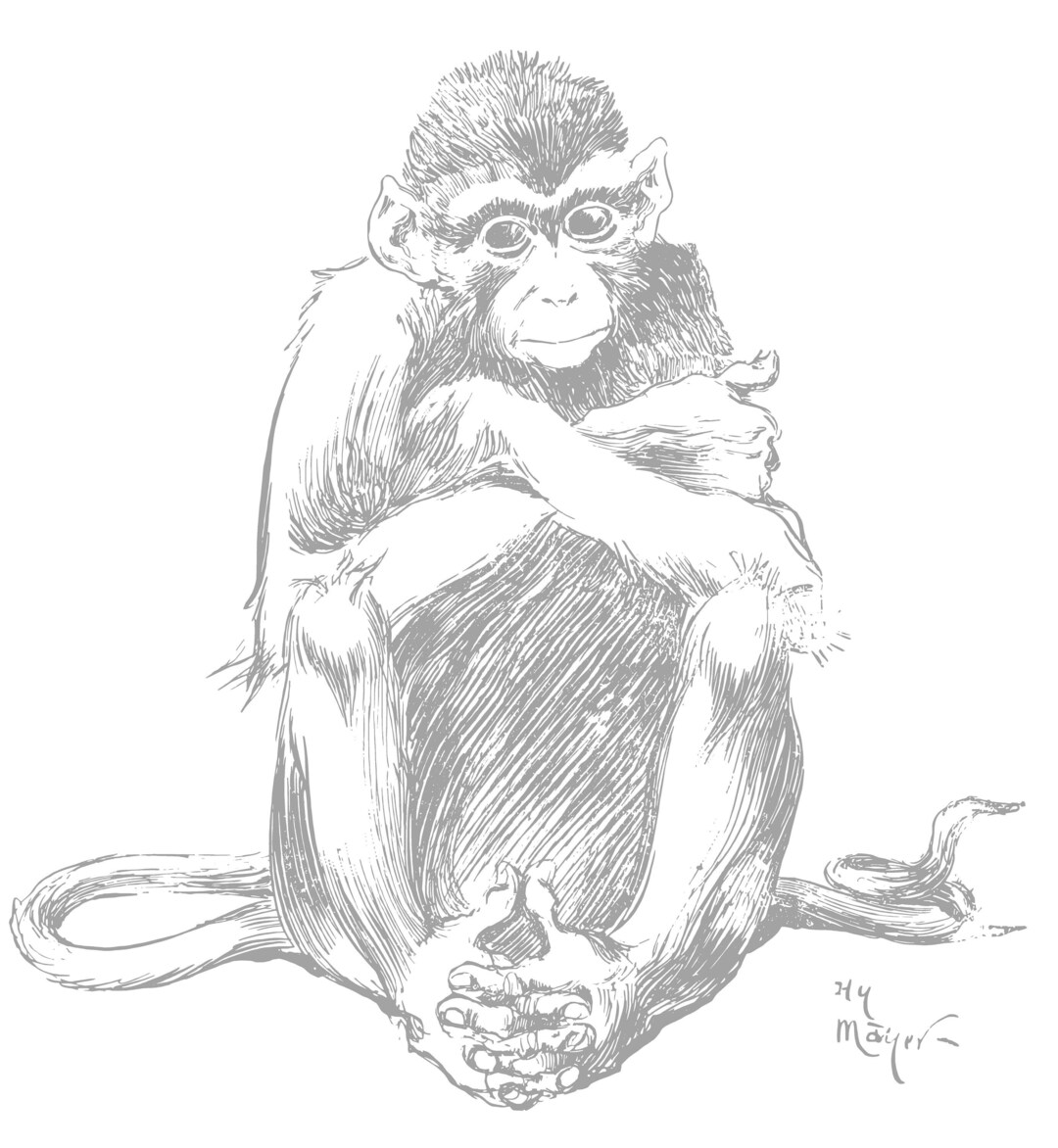 Vintage Monkey Coloring Pages | Hand-drawn Illustrations (digital ...