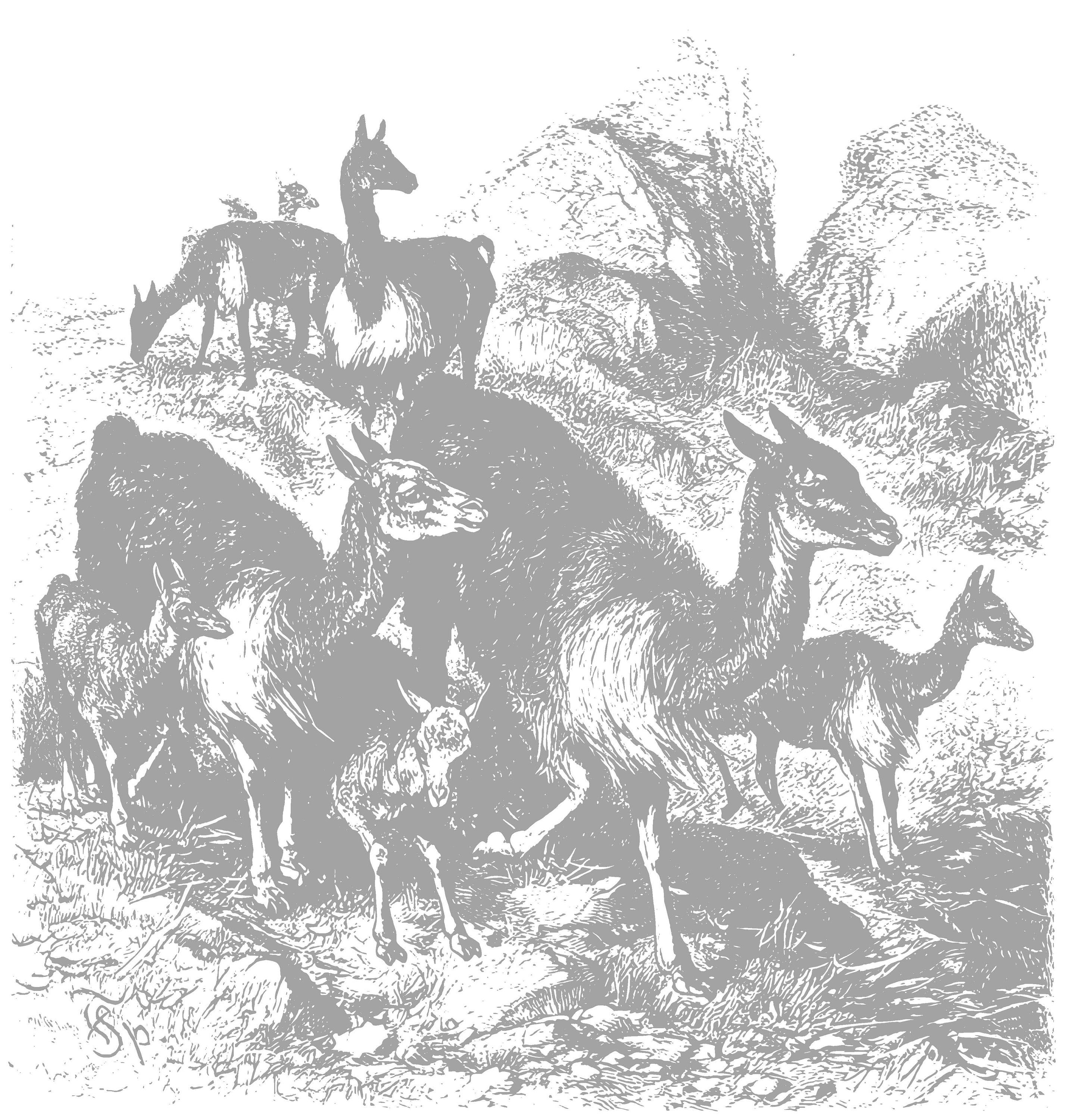 Hooved Animals for Coloring Vintage Digital Bundle Download Hand Drawn ...