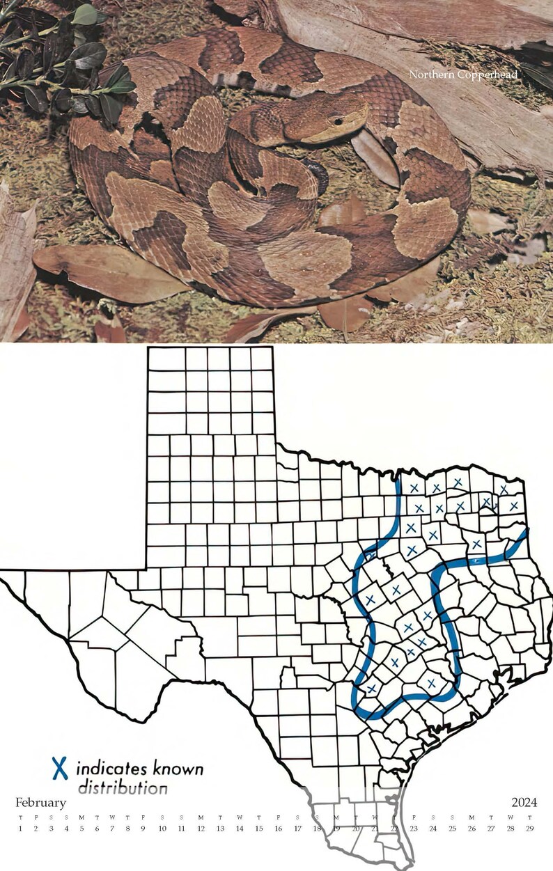 Texas Venomous Snakes 2024 Calendar - Etsy